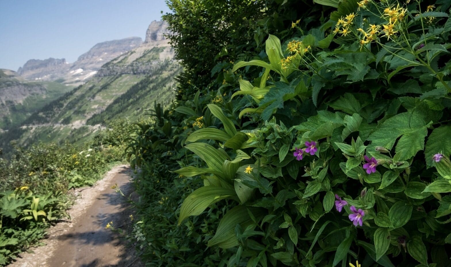 Hiker Dead After Falling 450 Feet Off Highline Trail @ Glacier National ...