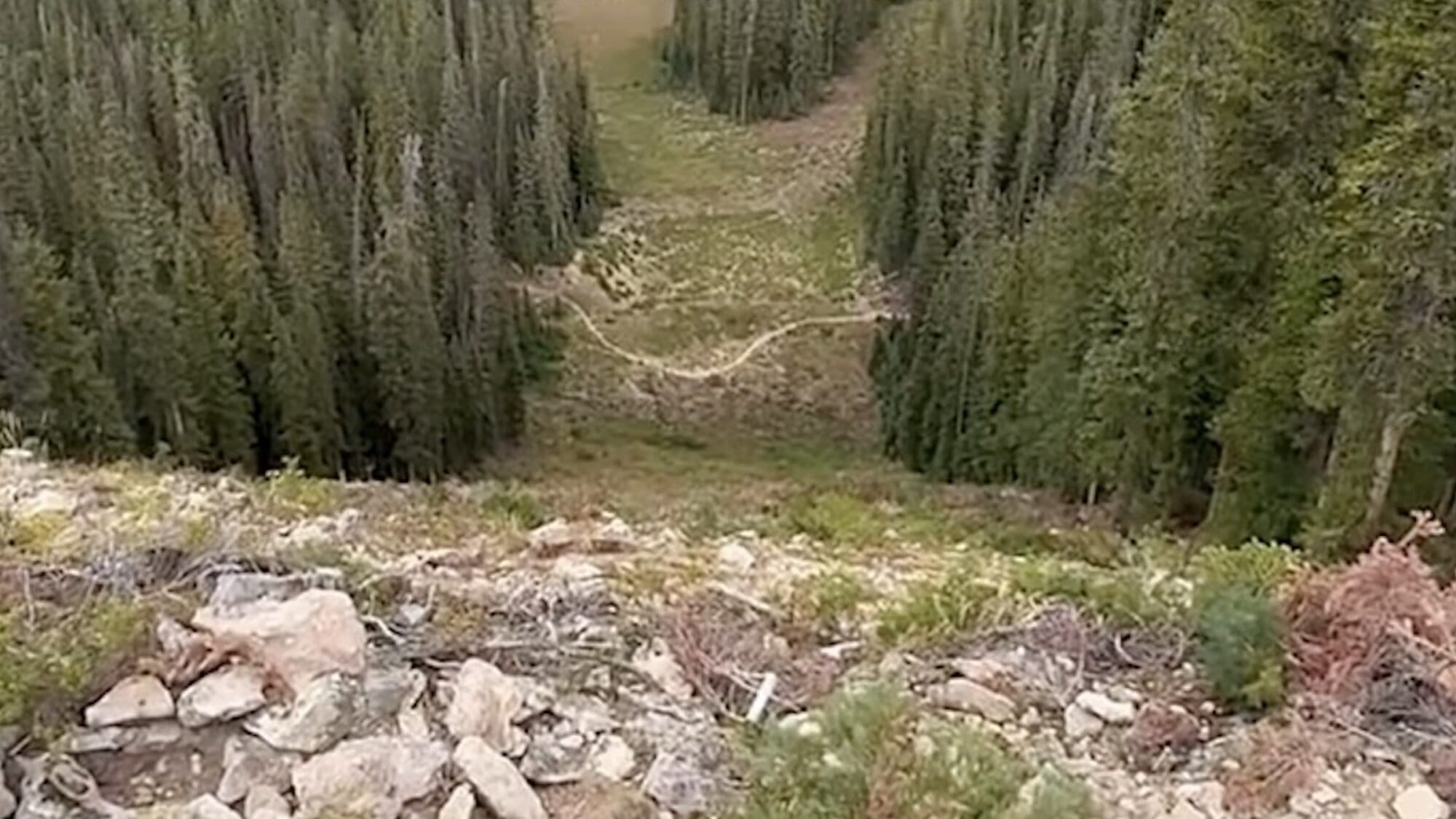 North America's Steepest Tree-Cut Run Is Much More Intimidating When It ...