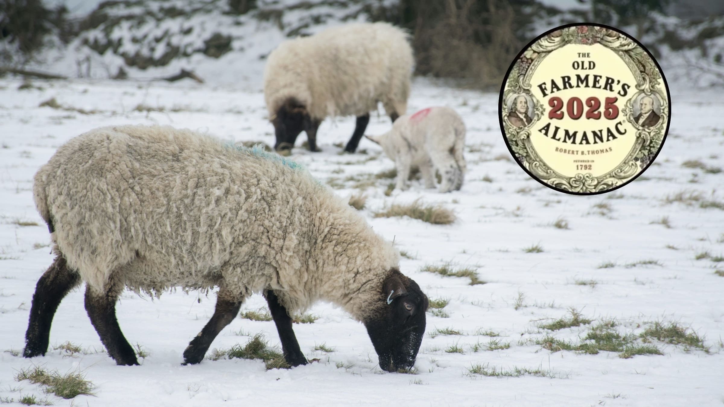 6 Ways Farm Animals Predict A Cold And Snowy Winter According to The Old Farmers' Almanac ...