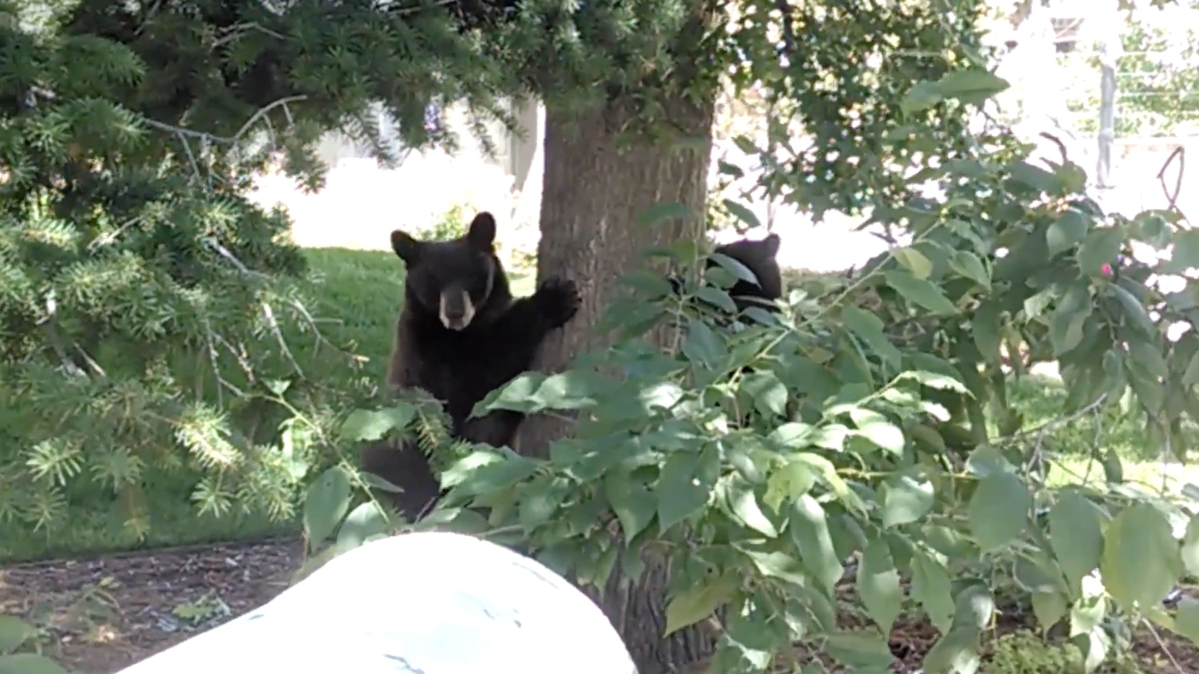 Colorado Parks and Wildlife Warns Of Increased Black Bear Activity ...