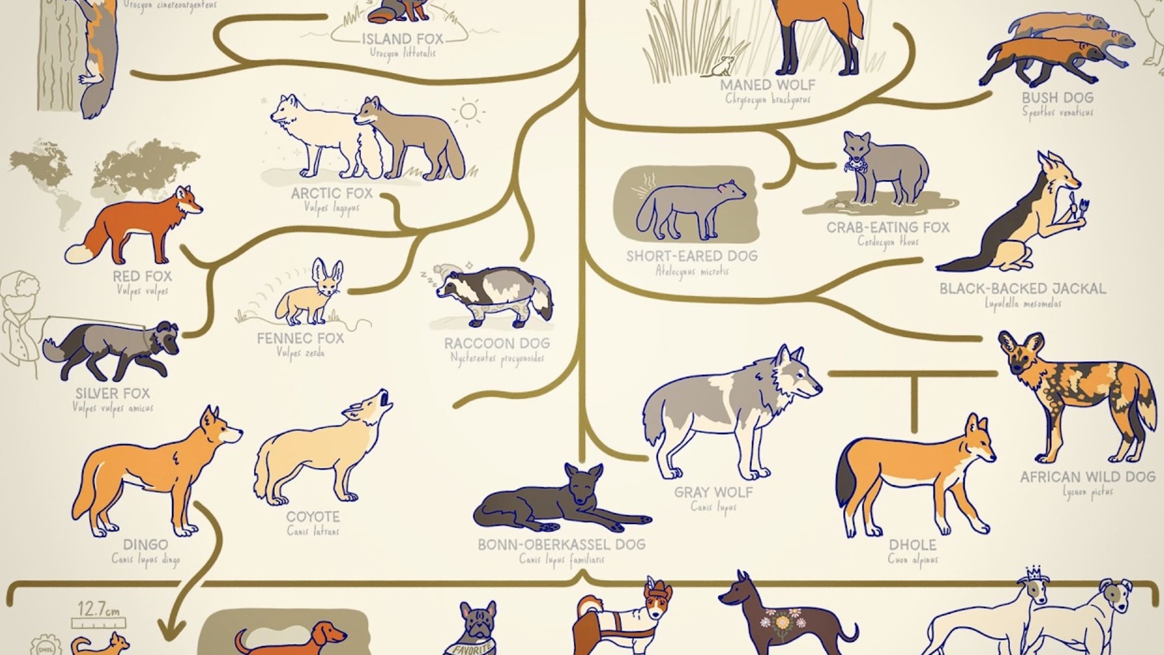 Explaining The Origin Of How All Dogs Came To Be - Unofficial Networks