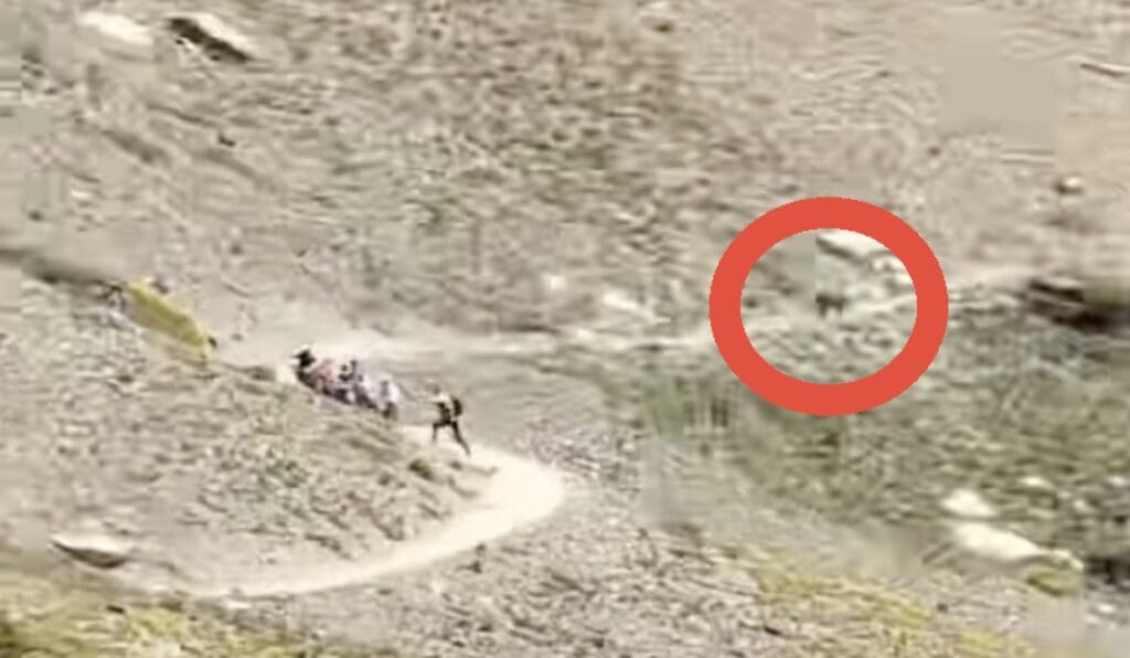 Grizzly Bear Sprinting After Mountain Goats Sends Hikers Scrambling For ...