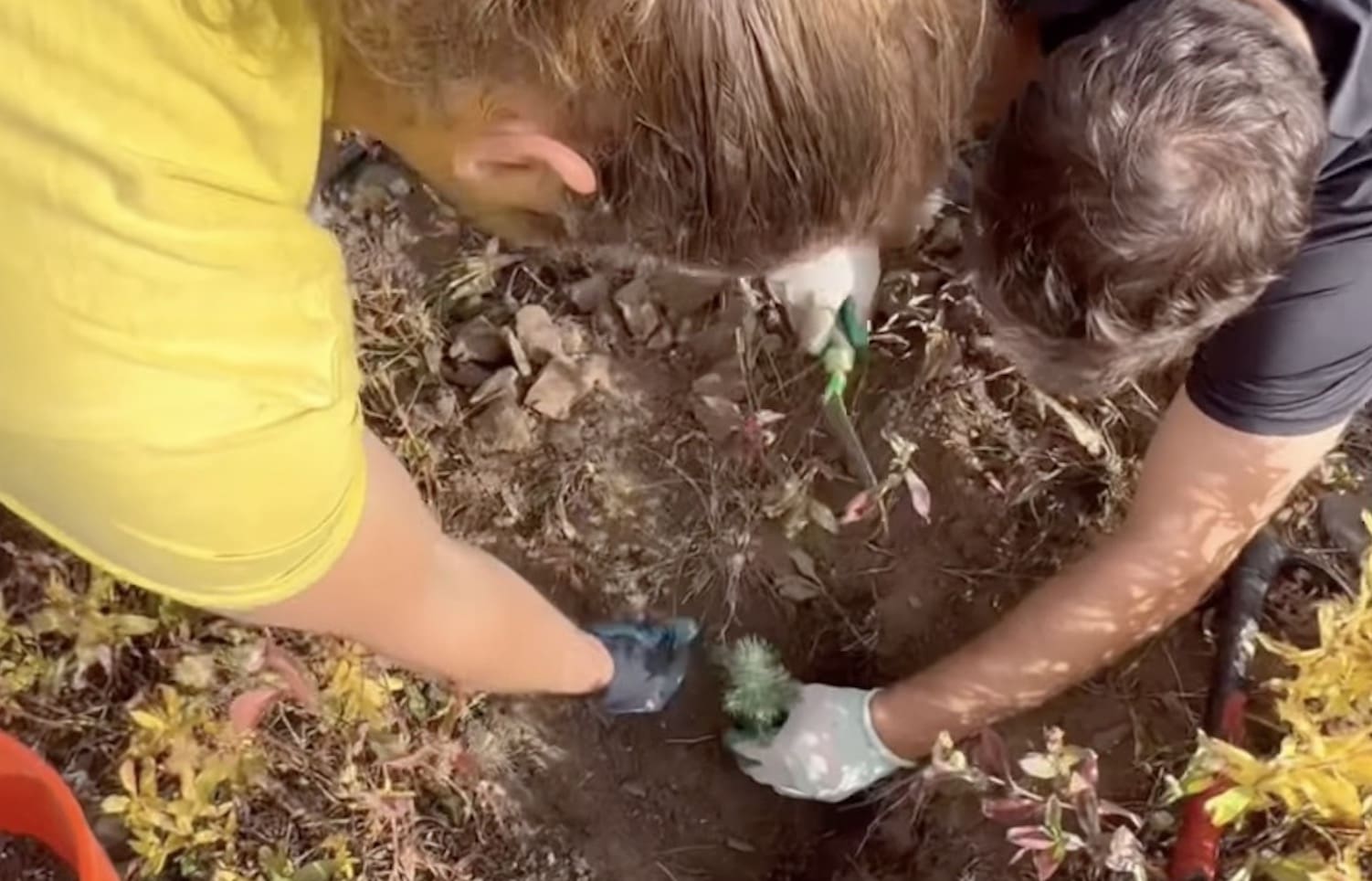 Volunteers Plant 800 Engelmann Spruce Seedlings At Alta Ski Area ...