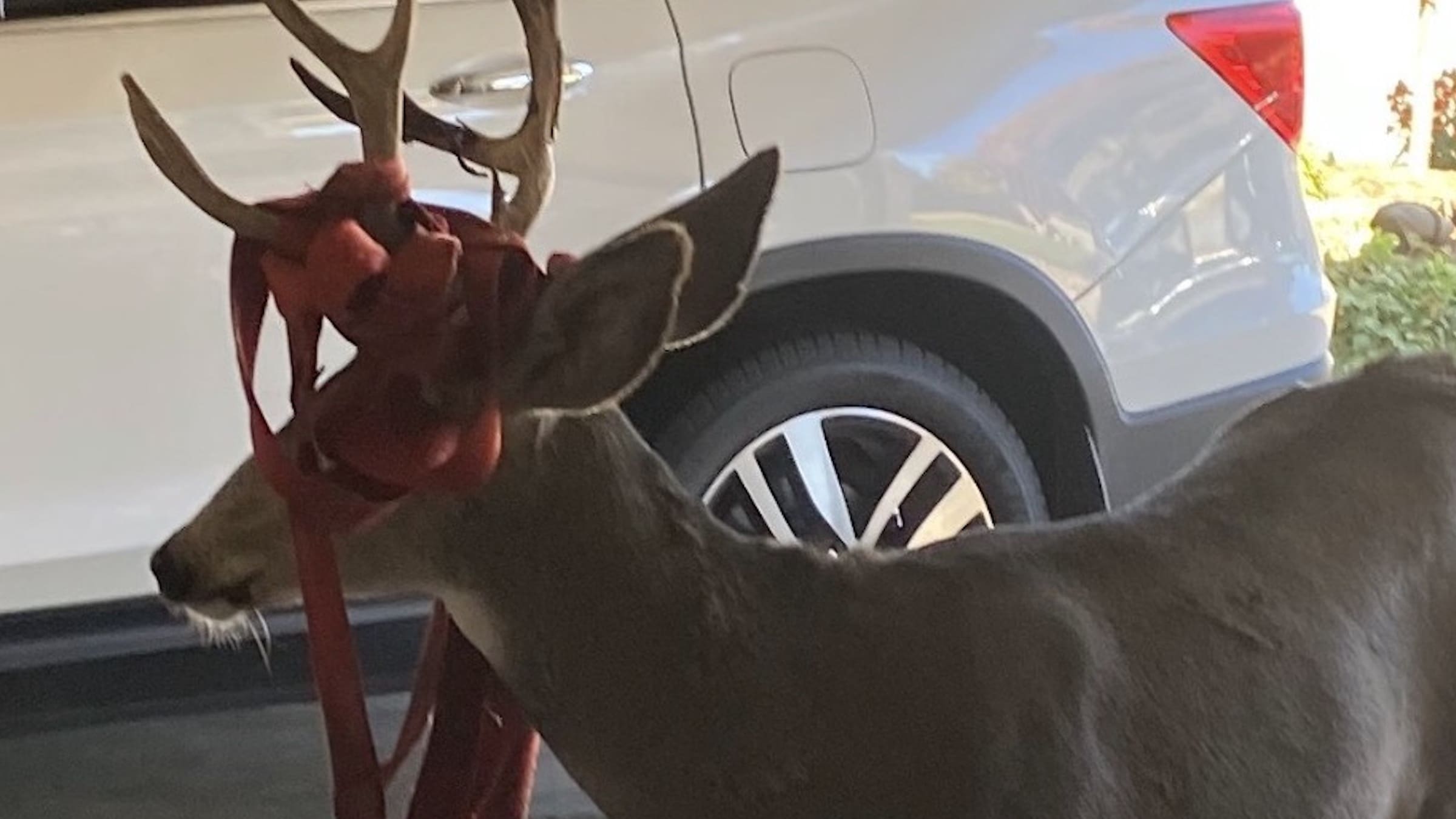 Colorado Parks And Wildlife Euthanizes Deer Stuck With Red Material ...