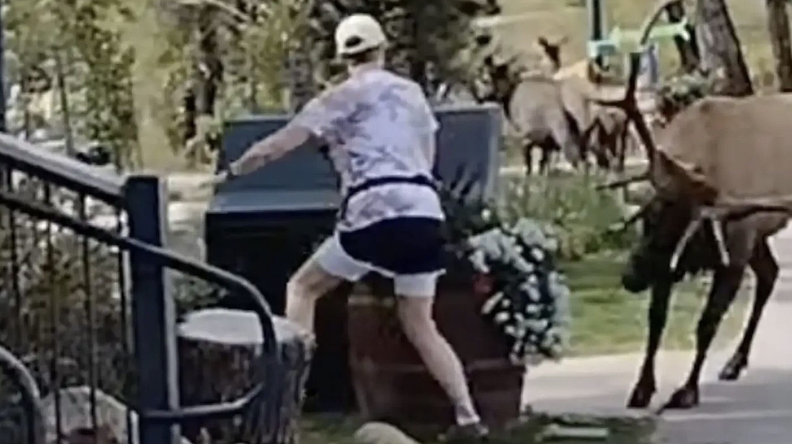 Tourist Wisely Uses Trash Can To Deflect Bull Elk Attack - Unofficial ...