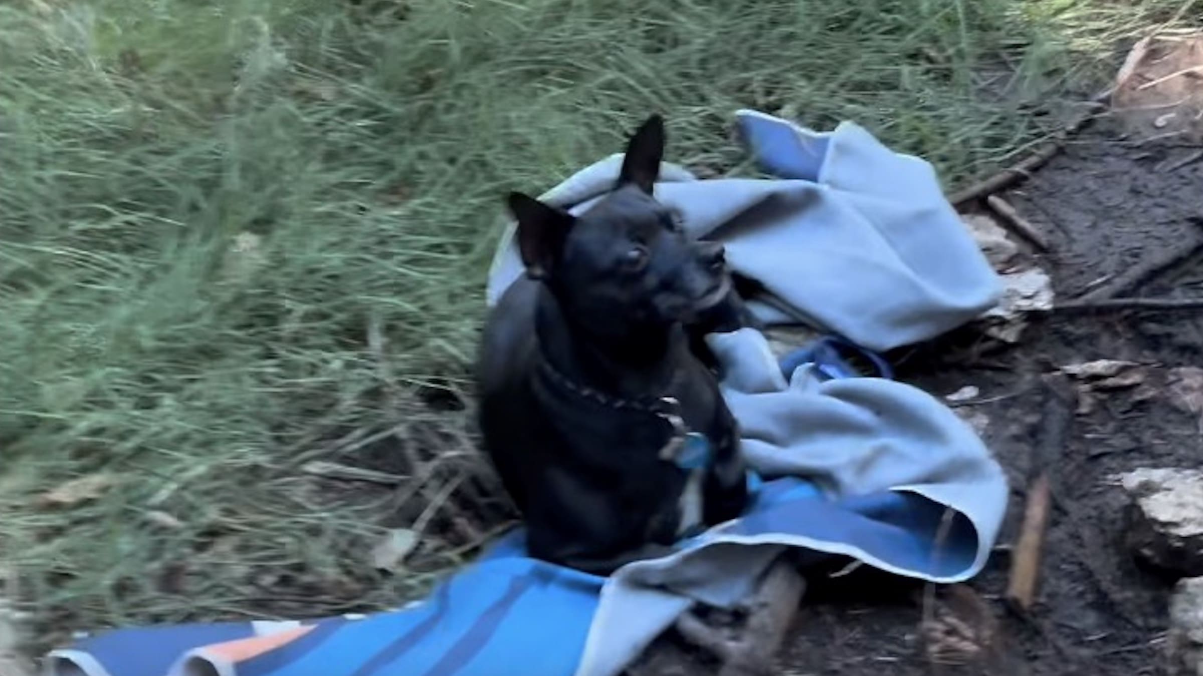 Colorado Hiker Rescues Lost Dog Found On The Trail - Unofficial Networks