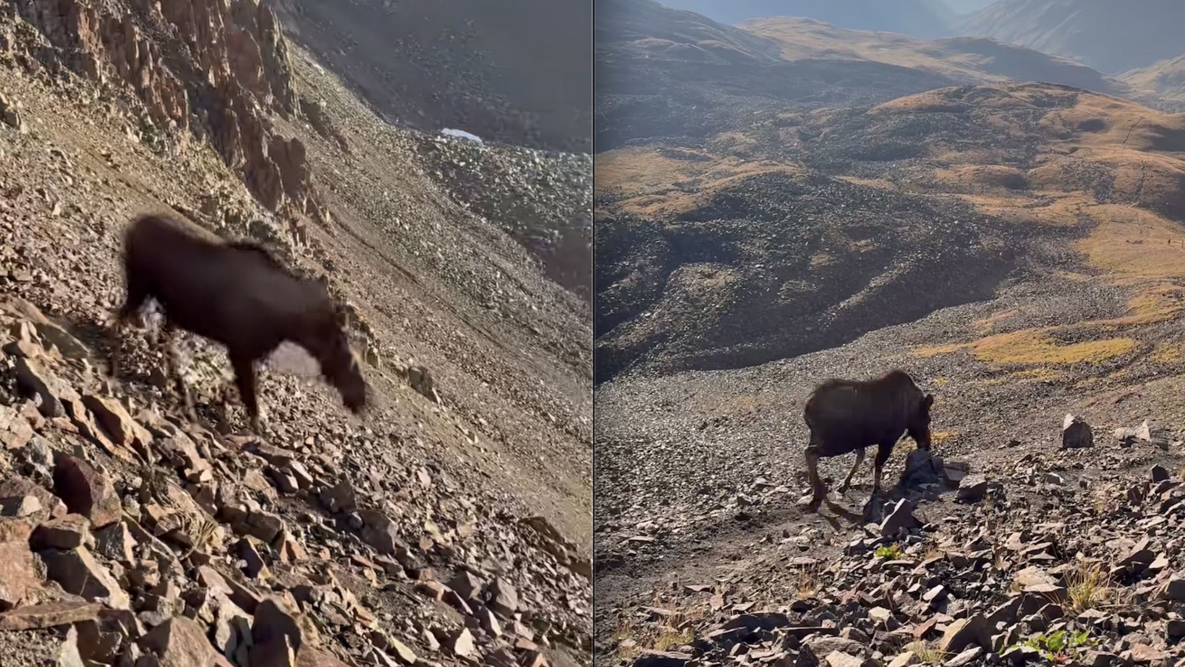 Colorado Hikers Come Face-To-Face With Moose At 13,000 Feet ...