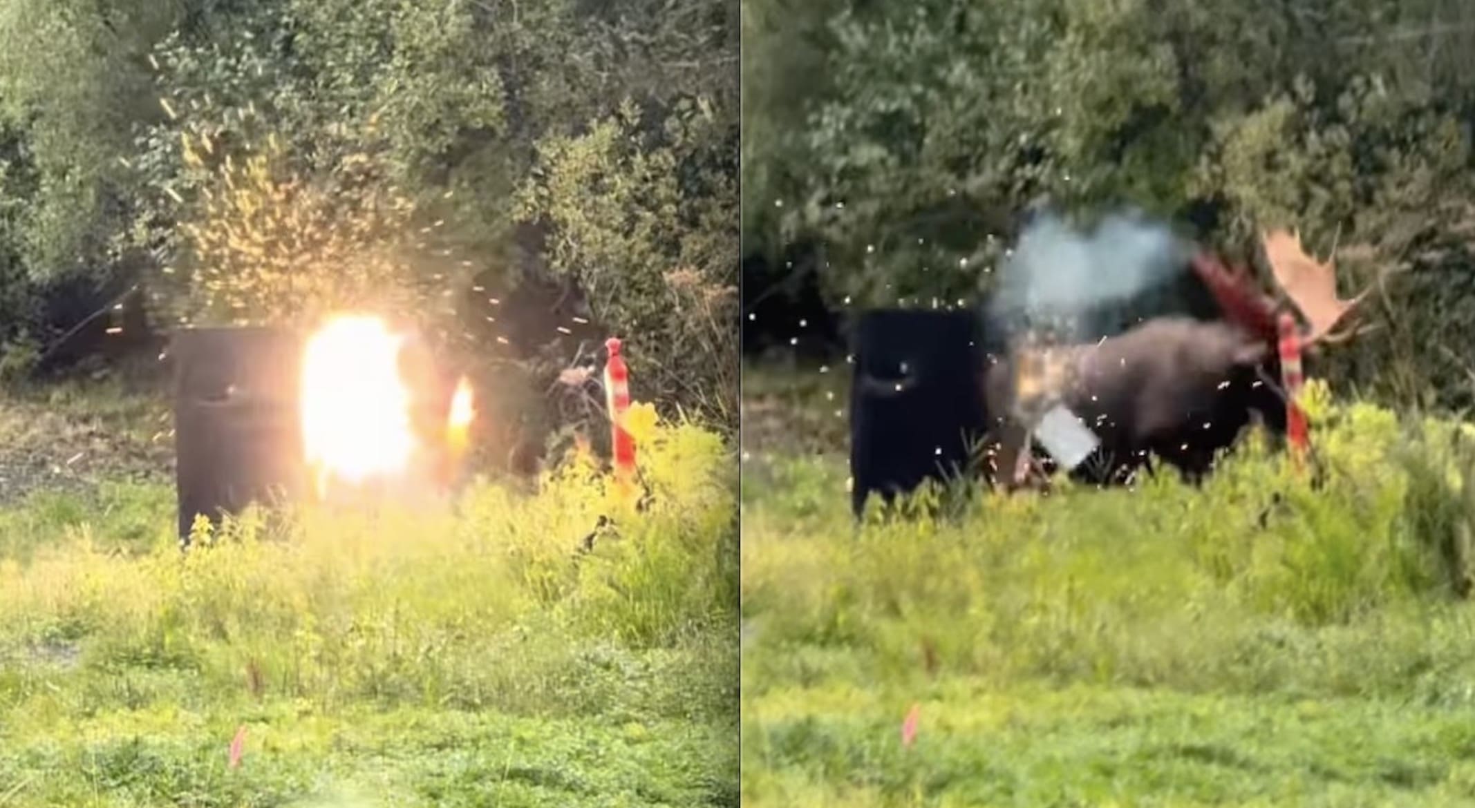 VIDEO: Moose Sparks Electrical Explosion At Alaskan Ski Resort ...