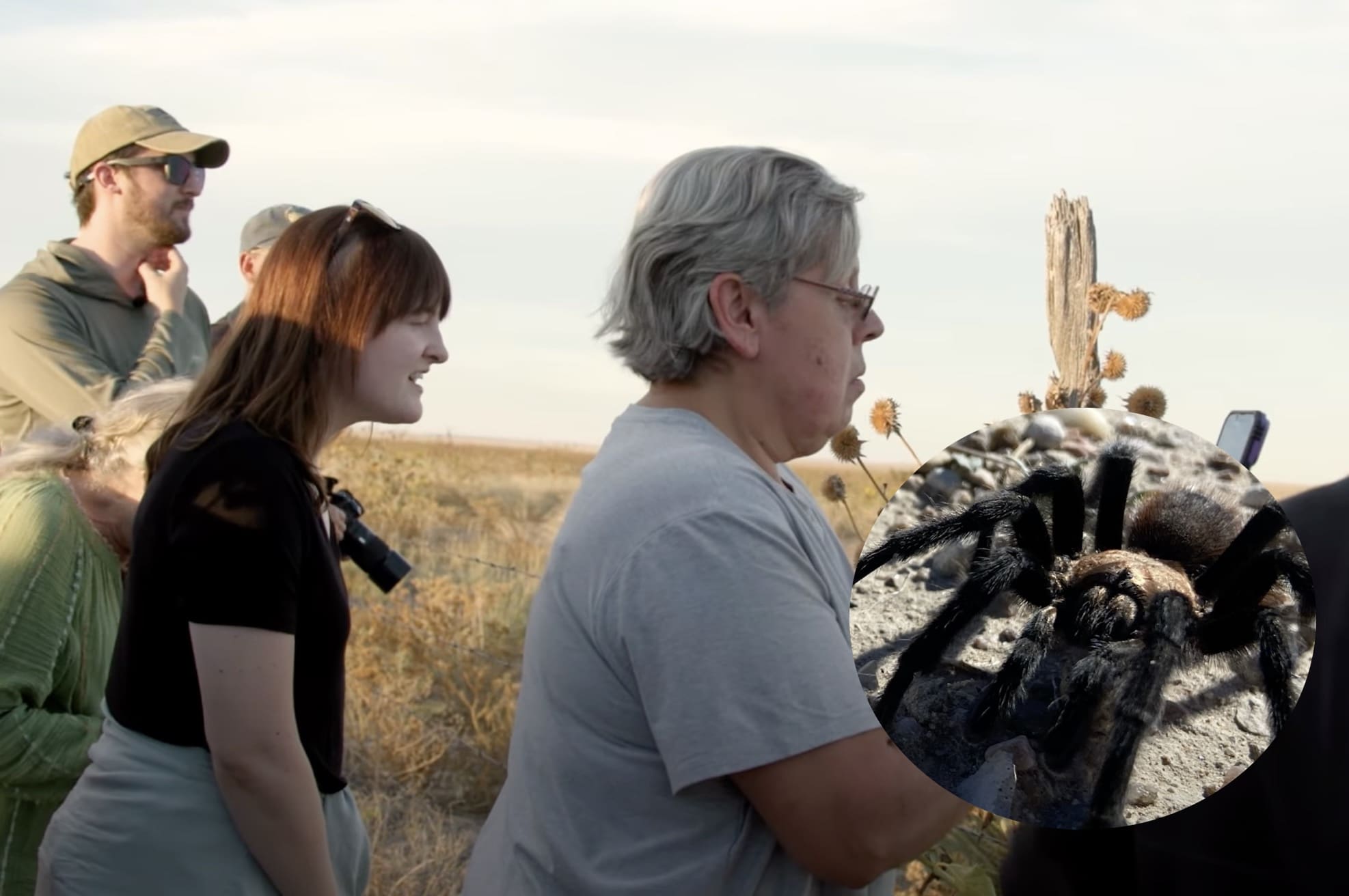 Rural Colorado Town Encourages "Tarantula Tourism" During Annual Mating ...