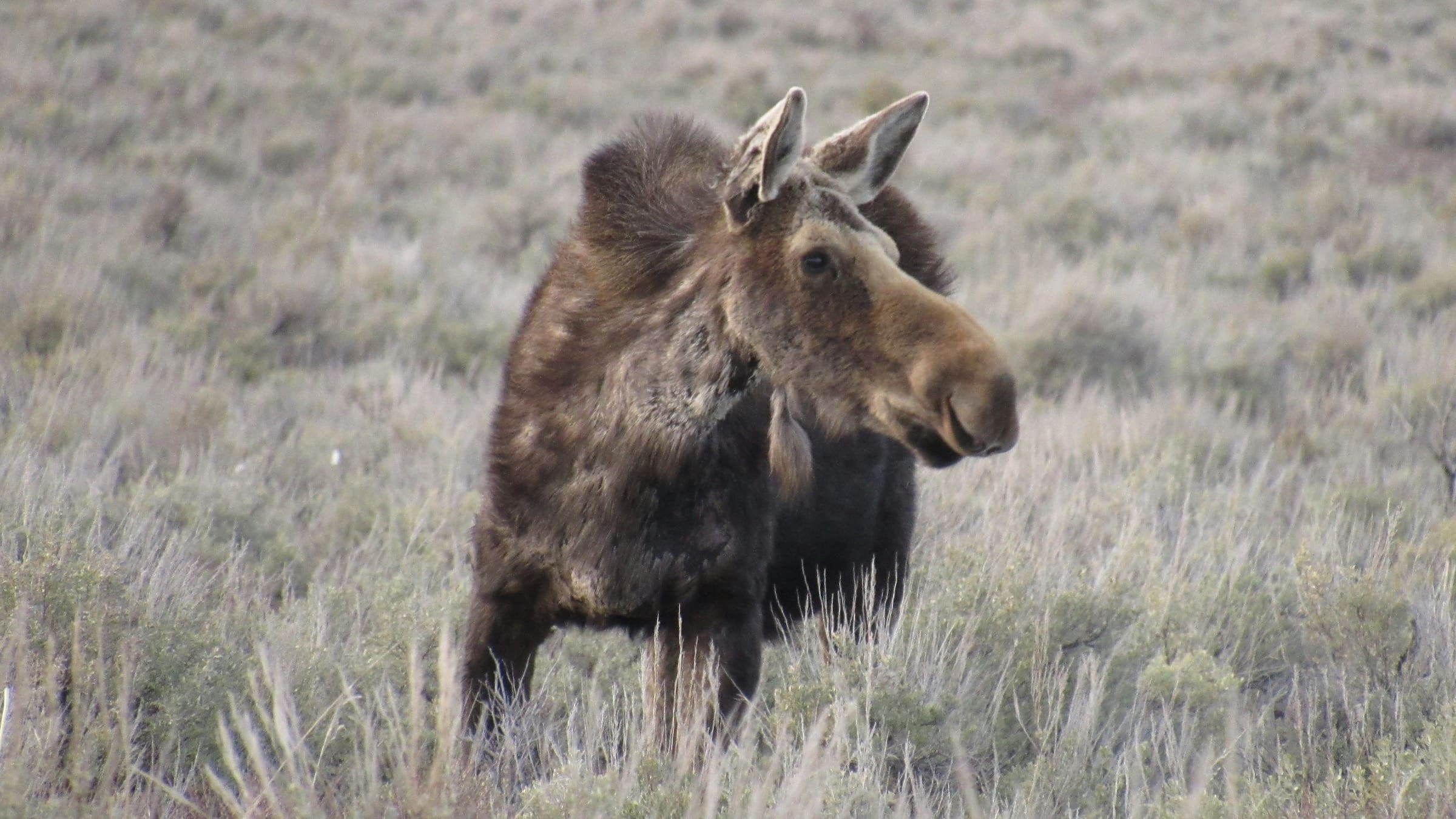 Colorado Parks And Wildlife Investigating Suspected Moose Poaching ...