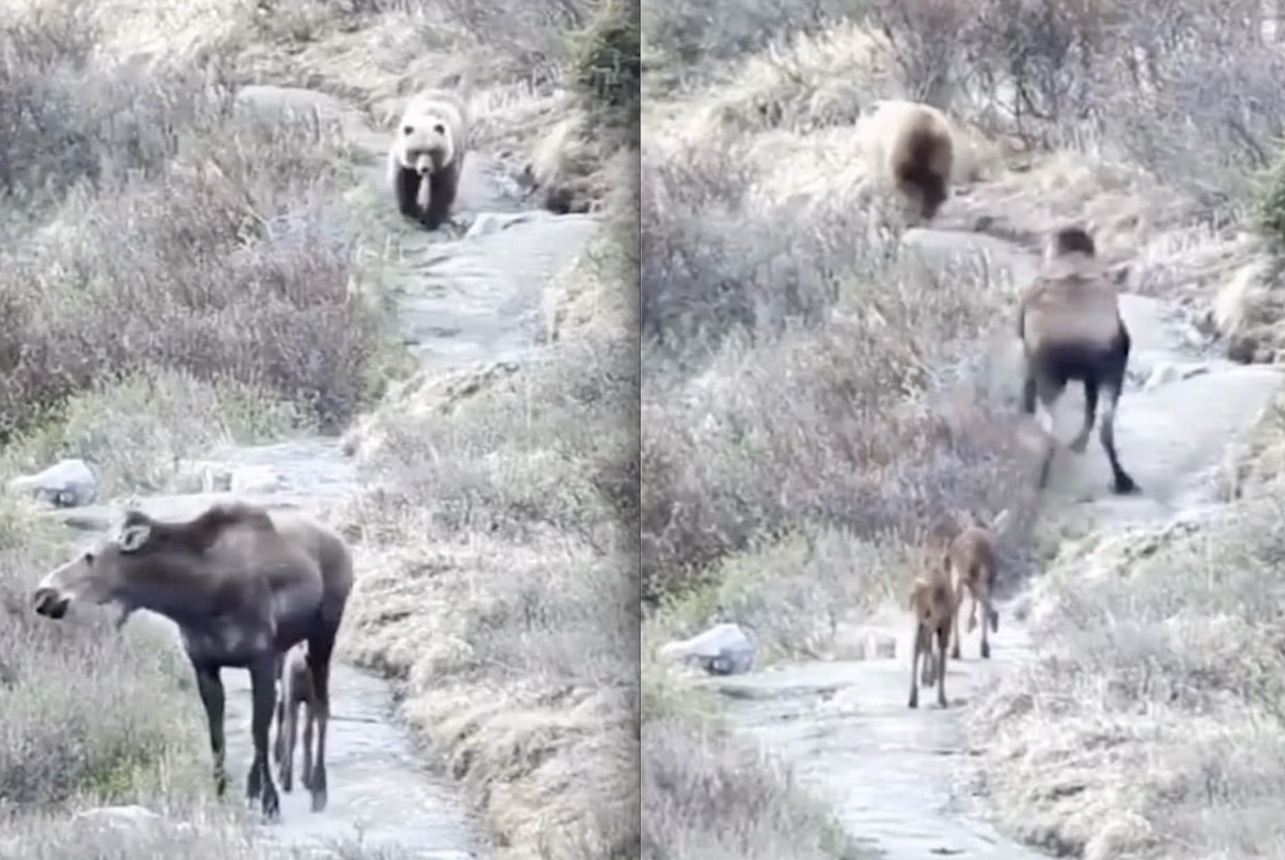 Mother Moose Turns The Tables On Stalking Grizzly Bear At Glacier ...