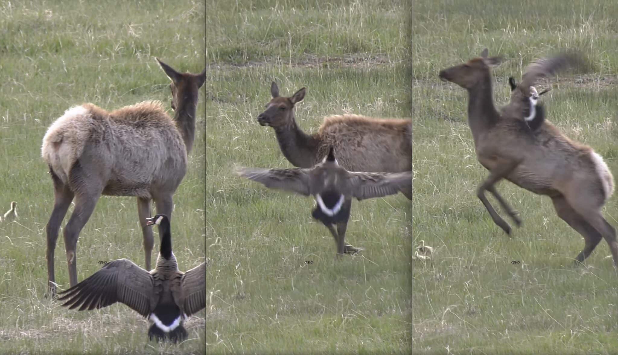 Mother Goose Heroically Defends Against Elk Messing With Goslings ...