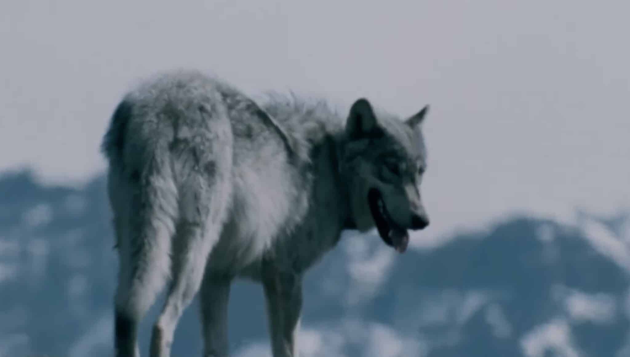 New Documentary Covers The Tumultuous Early Days Of The Yellowstone ...
