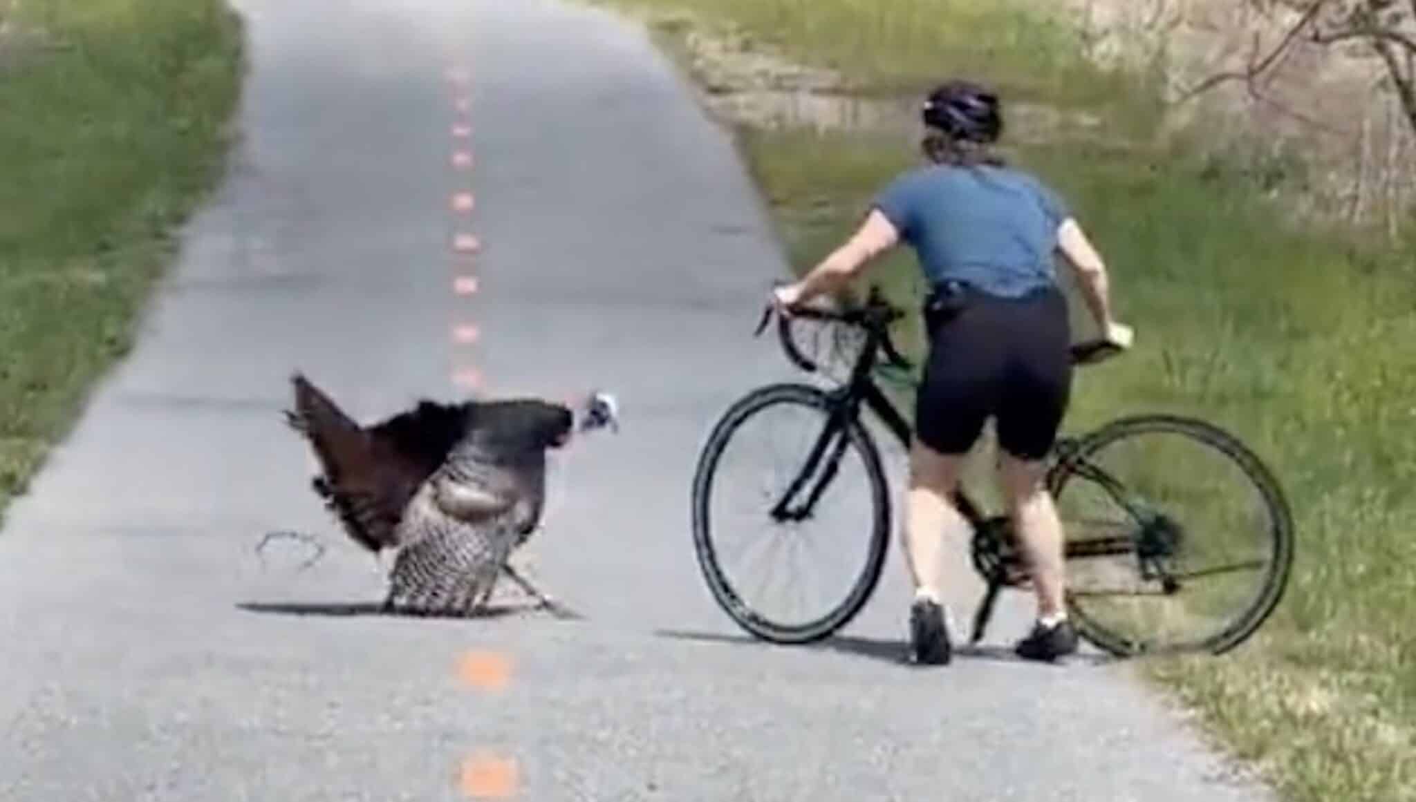Wild Turkey Attacks Cyclist Near Washington D.C. - Unofficial Networks
