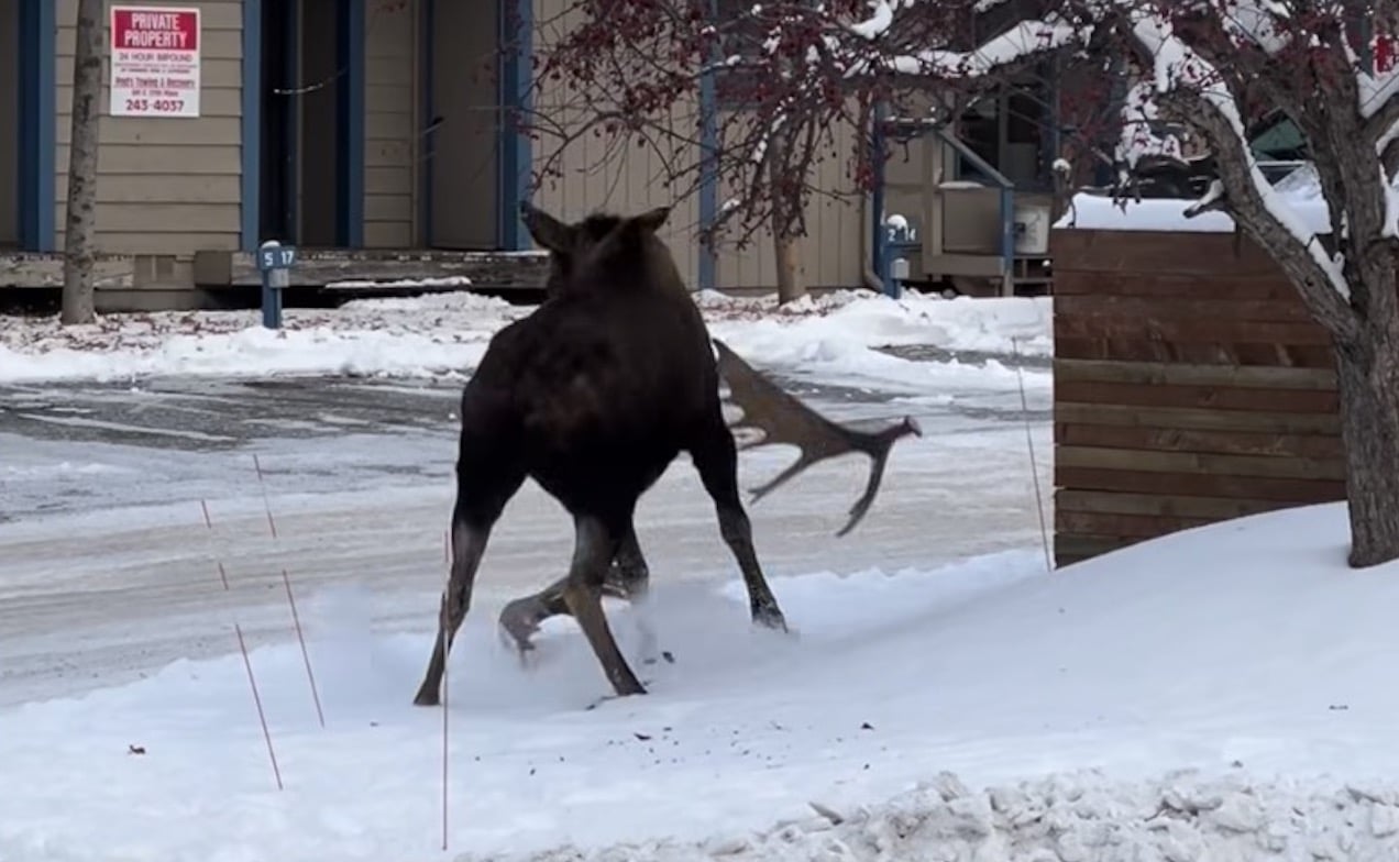 Alaskan Moose Startles Itself After Shedding Both Antlers With Loud ...