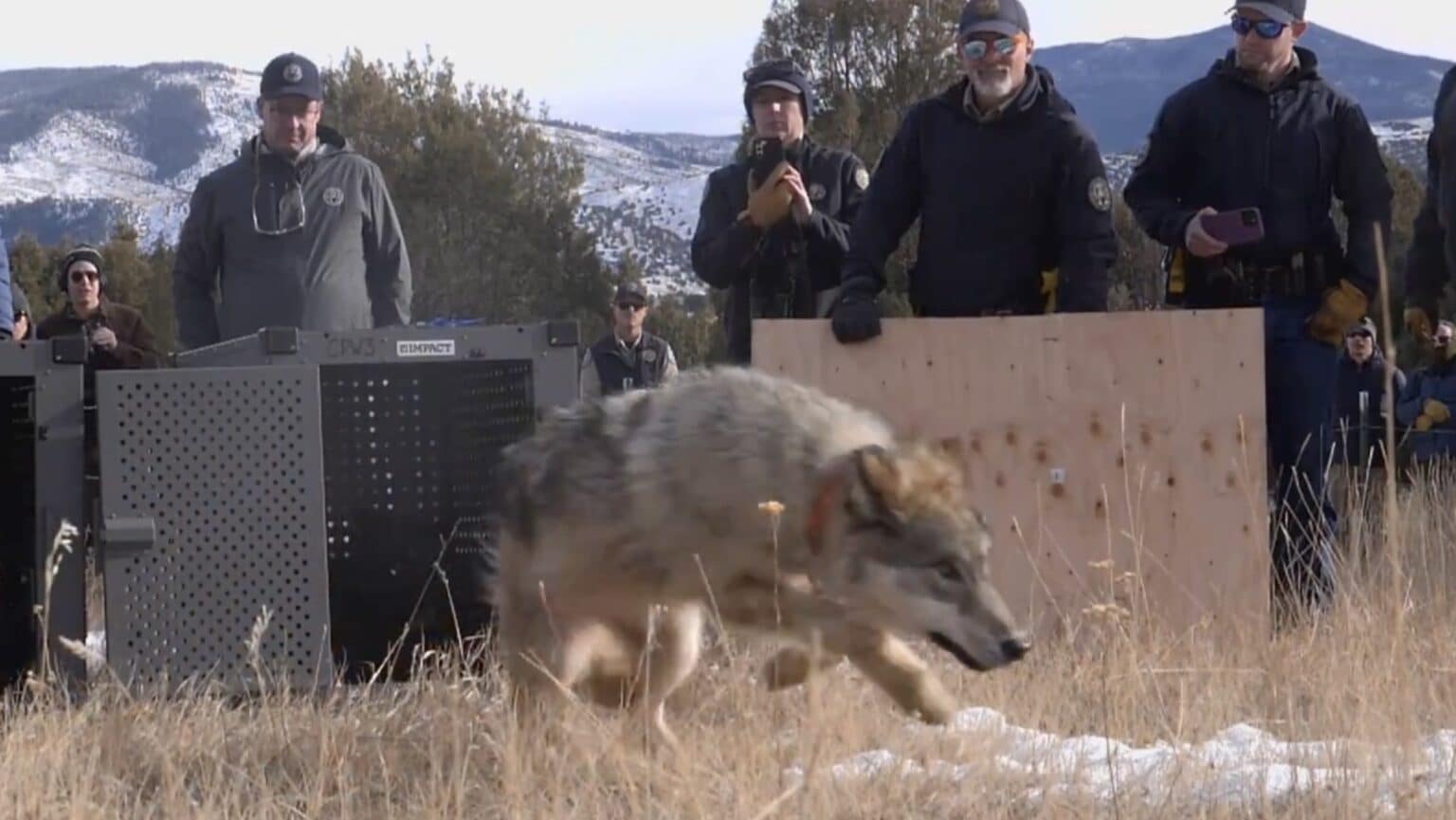 Colorado Gray Wolf Captured And Returned From New Mexico - Unofficial ...