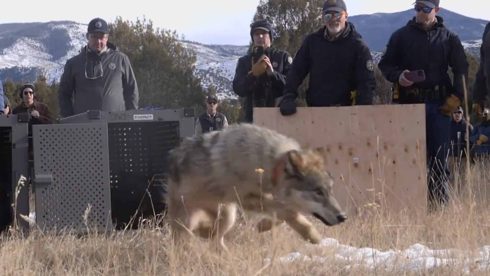Colorado Gray Wolf Captured And Returned From New Mexico - Unofficial ...