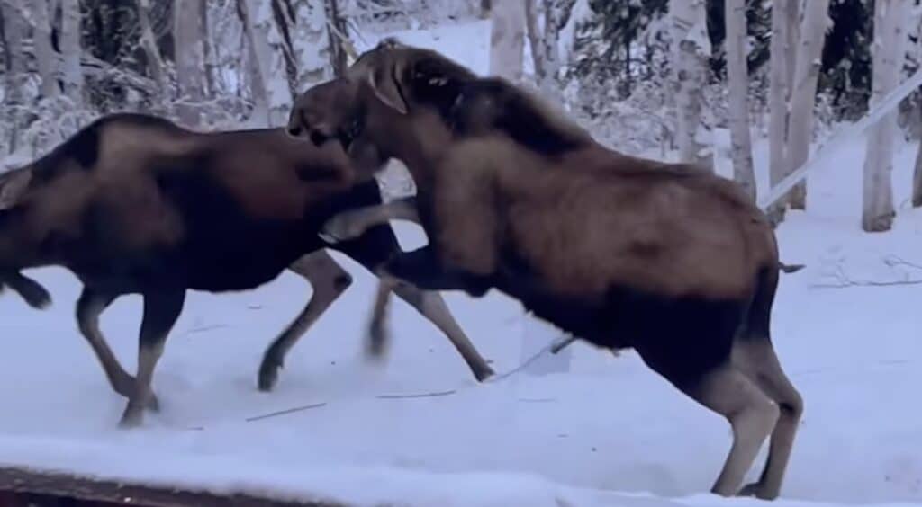 Backyard Moose Brawl Knocks Out Alaskan’s Internet Antenna - Carving Skills