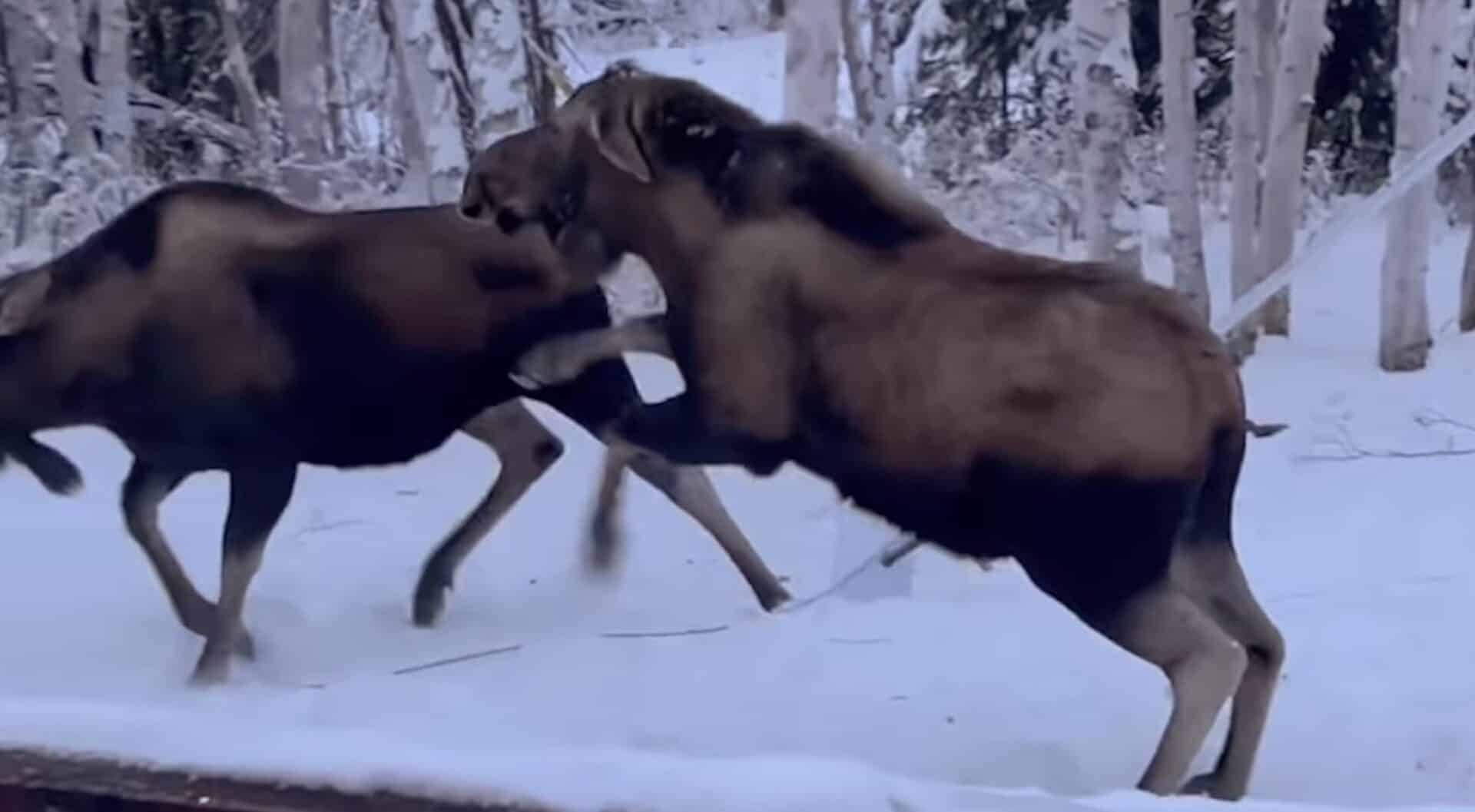 Backyard Moose Brawl Knocks Out Alaskan's Internet Antenna - Unofficial ...
