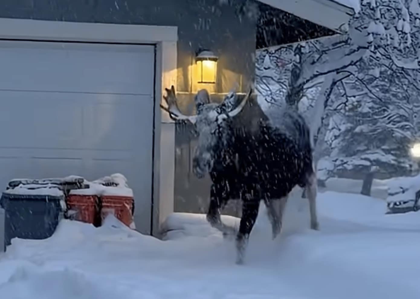 Bull Moose Charges Past Alaskan Man Snowblowing His Driveway ...