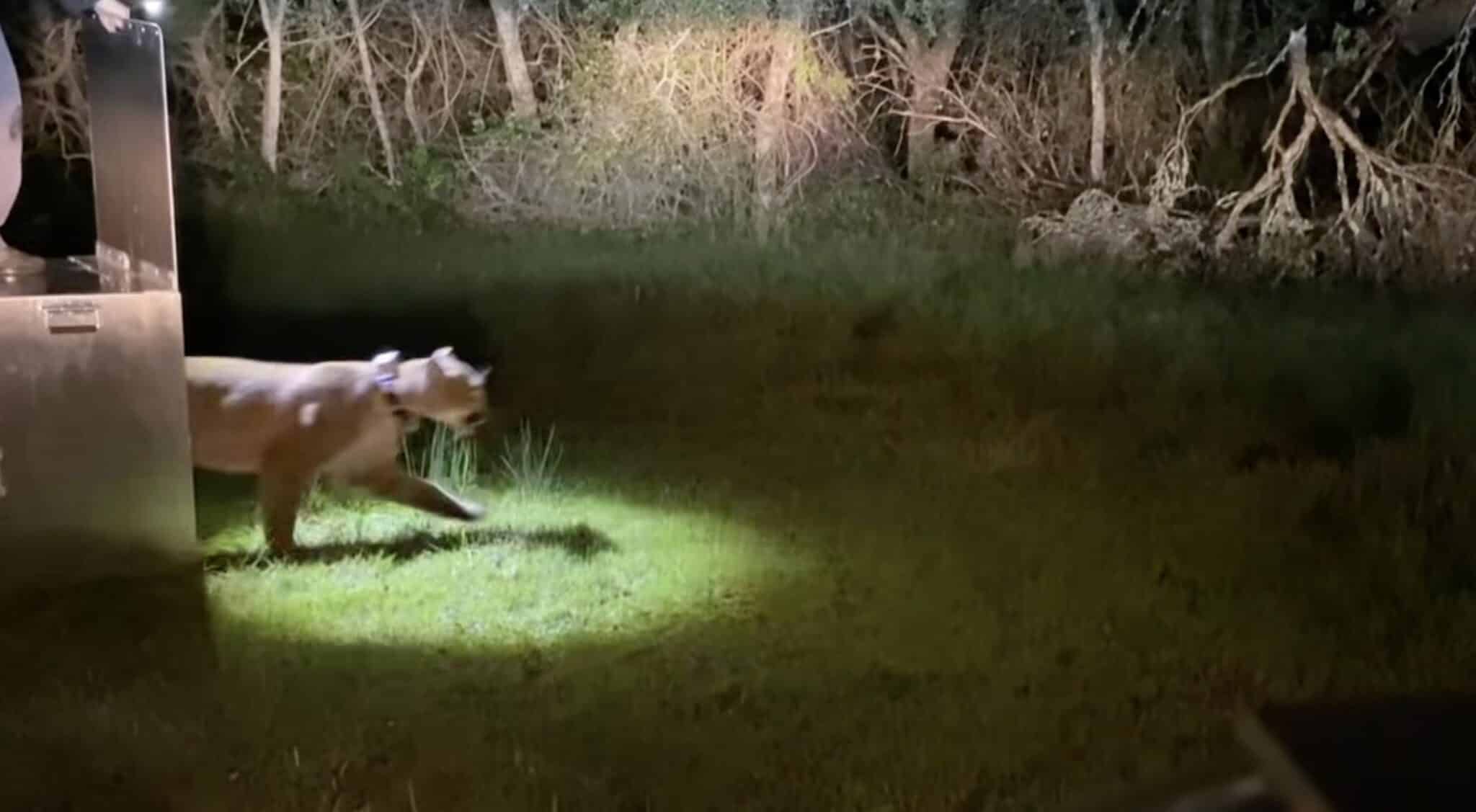 Viral San Francisco Mountain Lion Returned To Natural Habitat ...