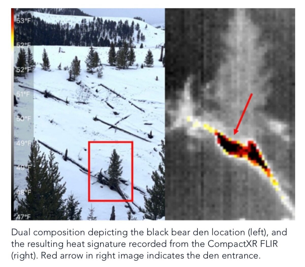 Thermal Imaging Reveals Bear Hibernating in Grand Teton National Park ...