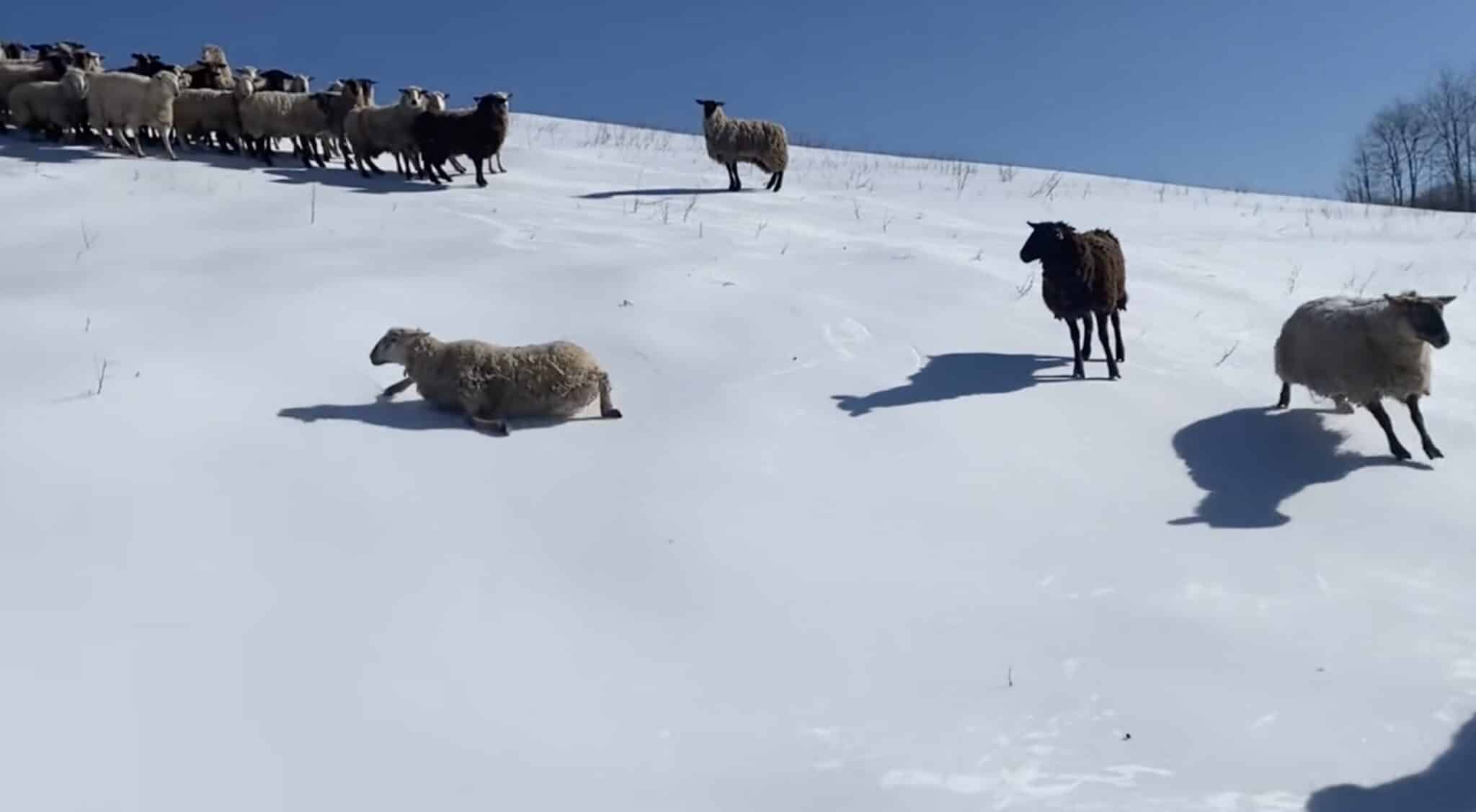 West Virginia Sheep Struggle With Icy Hill - Unofficial Networks