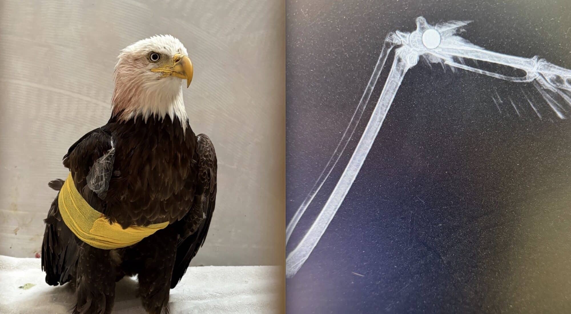 Colorado Officials Share Update In Relation To Illegal Bald Eagle ...