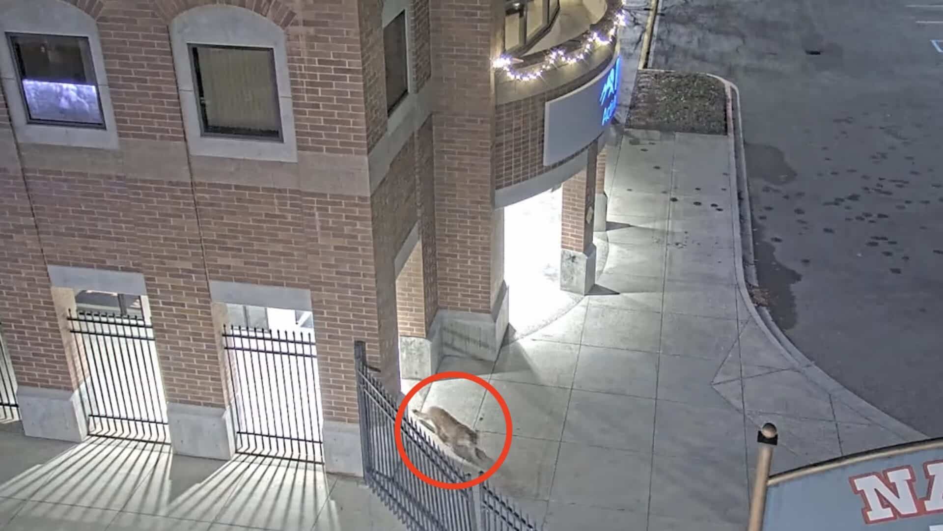 Mountain Lion Euthanized After Appearing On Idaho College Campus ...