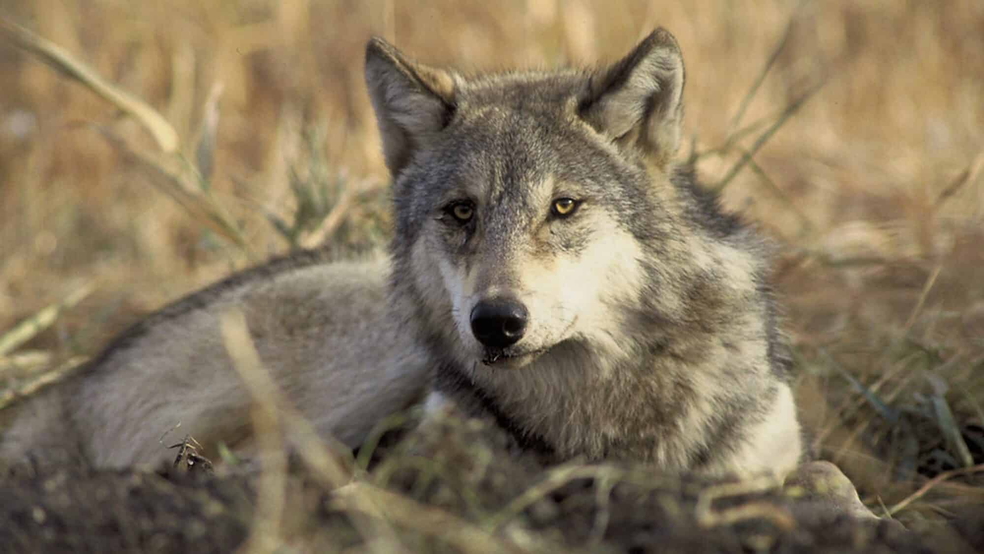 Gray Wolf Dies During Collaring Operation In Colorado - Unofficial Networks