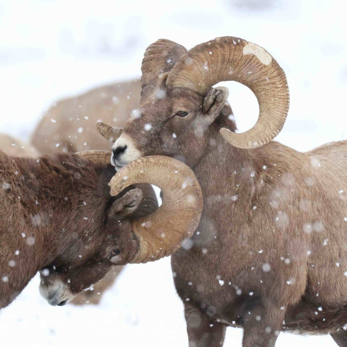 Backcountry Skiers Asked To Respect Bighorn Sheep Inside Grand Teton ...