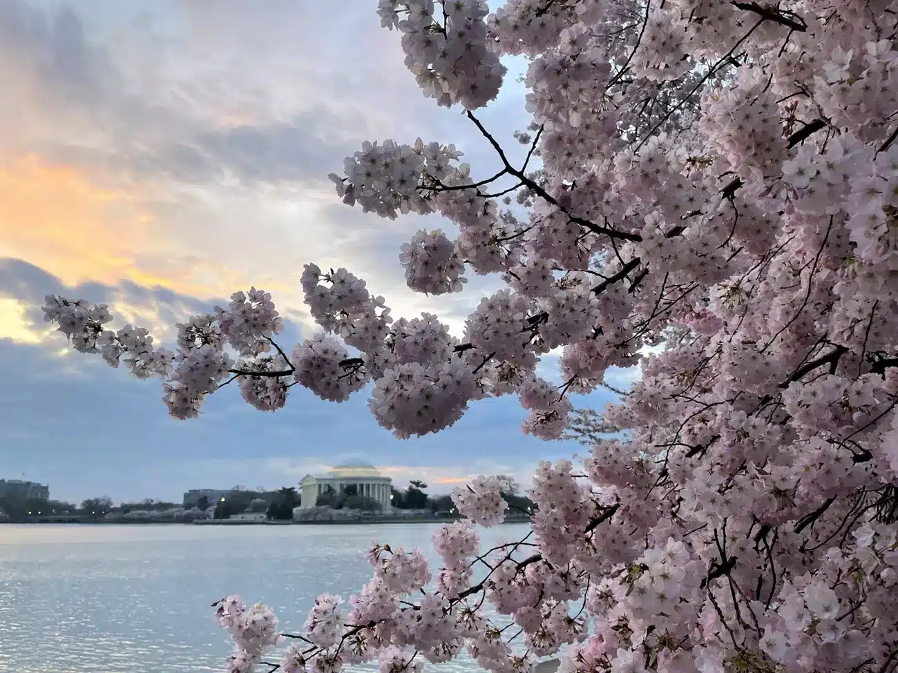 The National Park Service Announces 2026 Cherry Blossom Peak Bloom ...