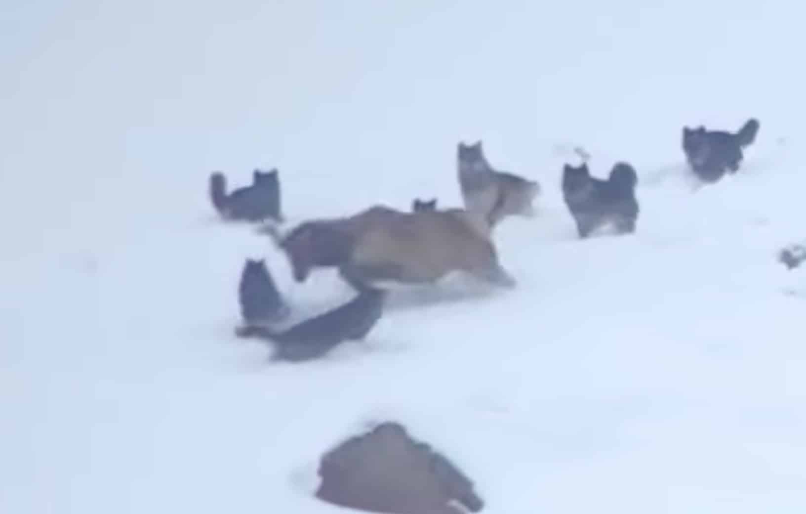 Bull Elk Valiantly Fends Off Yellowstone Wolf Pack Attack - Unofficial ...