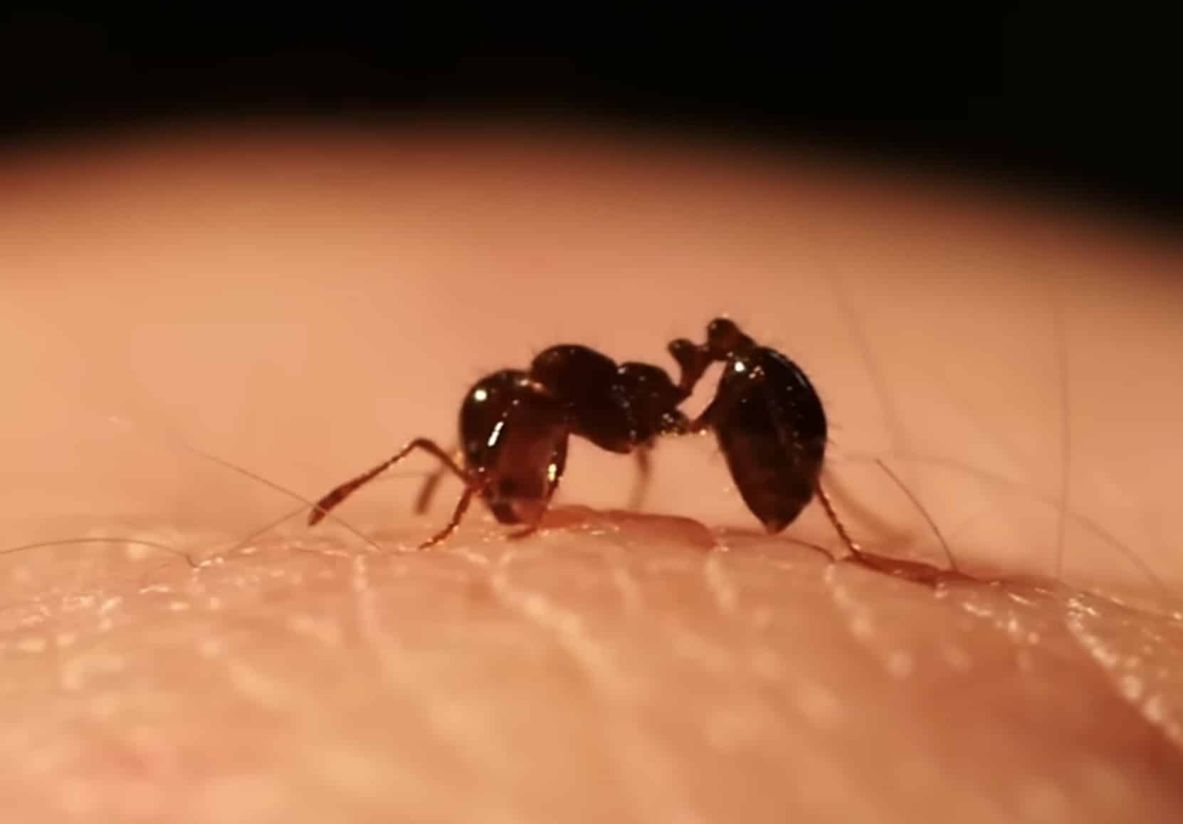 California Hiker Airlifted After Allergic Reaction To Fire Ants ...