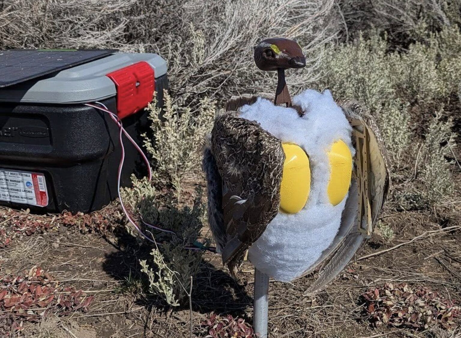Robotic Grouse Deployed in Grand Teton National Park - Unofficial Networks