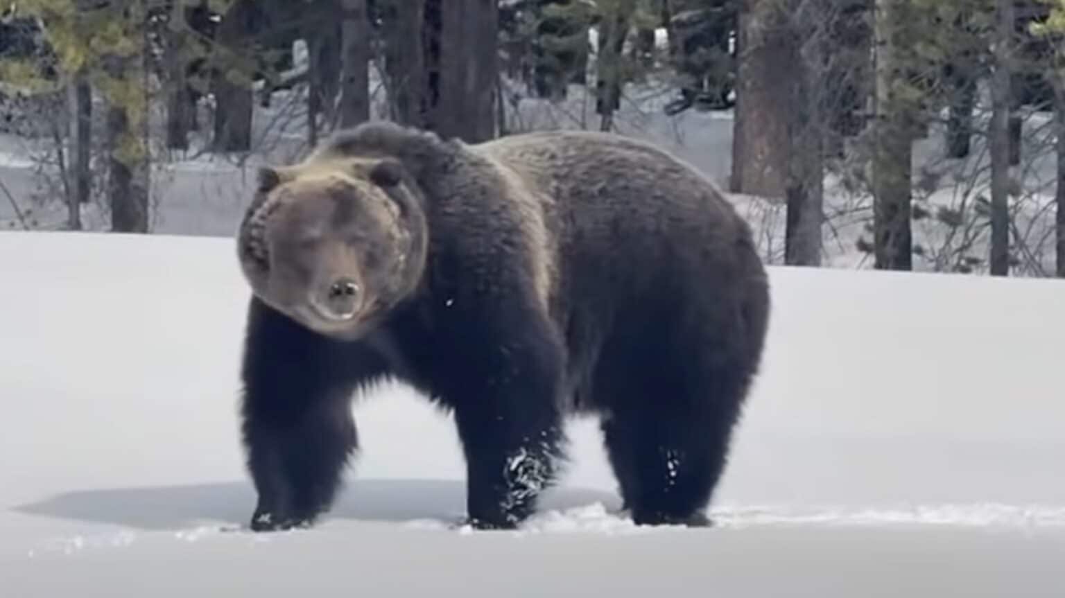 World Famous Grizzly Bear 'The Boss" Awakens From Hibernation In Banff ...