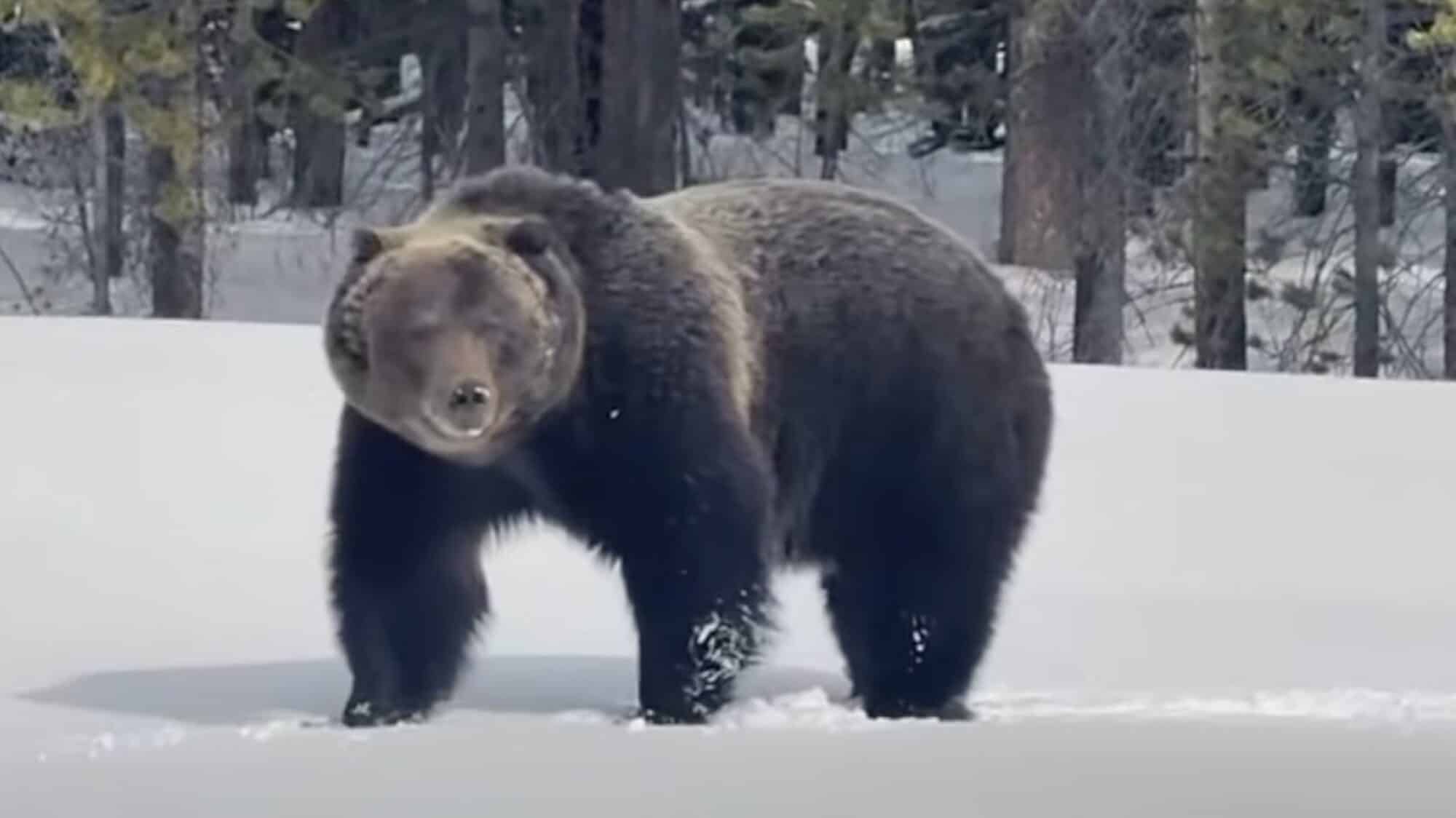 World Famous Grizzly Bear 'The Boss" Awakens From Hibernation In Banff ...