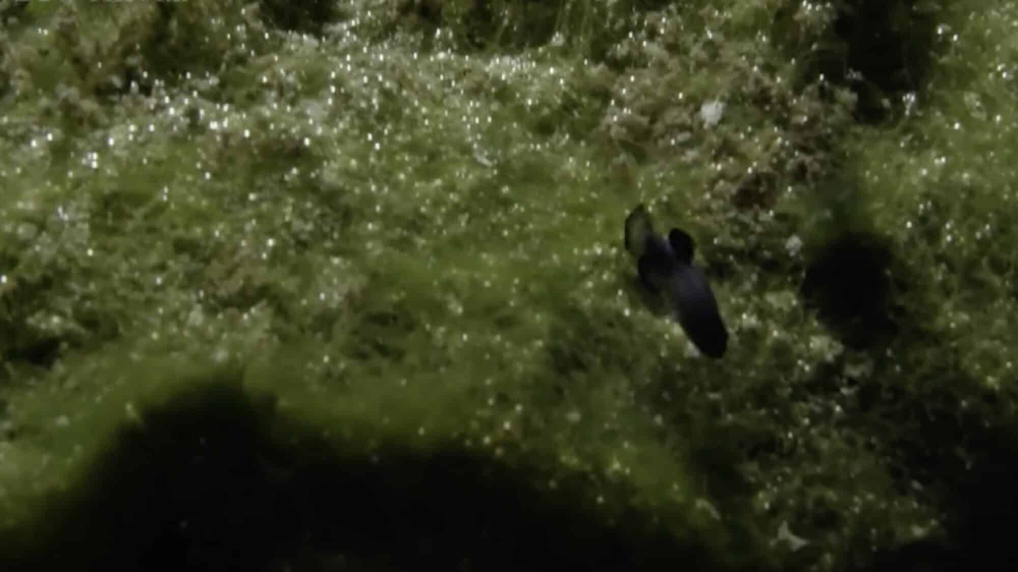 The Rarest Fish on Earth Lives in a Hole in the Mojave Desert ...
