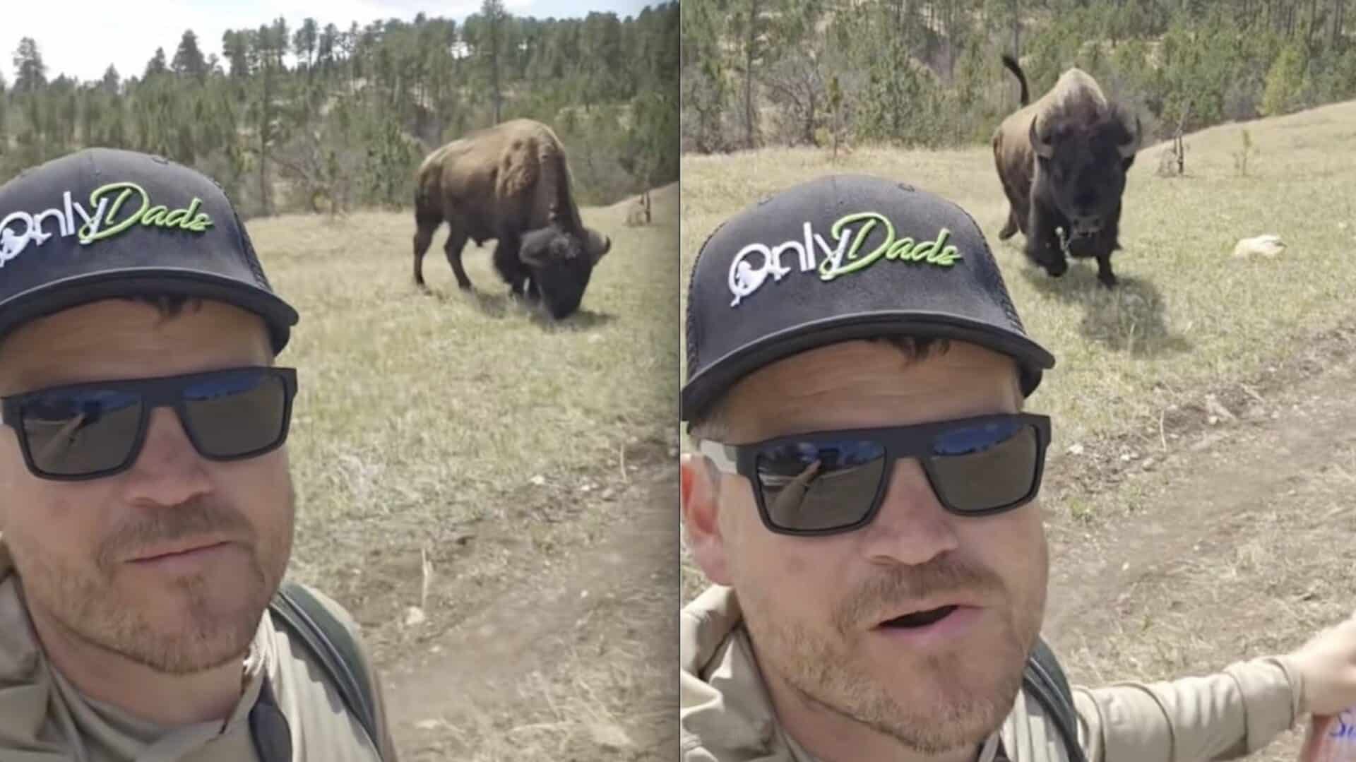 Bison Selfie Taker Experiences Instant Regret at Yellowstone National ...