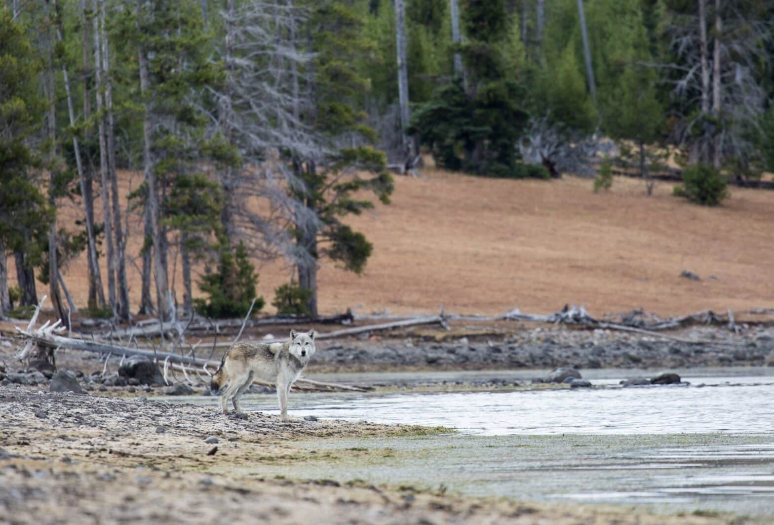 Thieving Yellowstone Wolf Busted Stealing Grizzly Bear Warning Sign ...