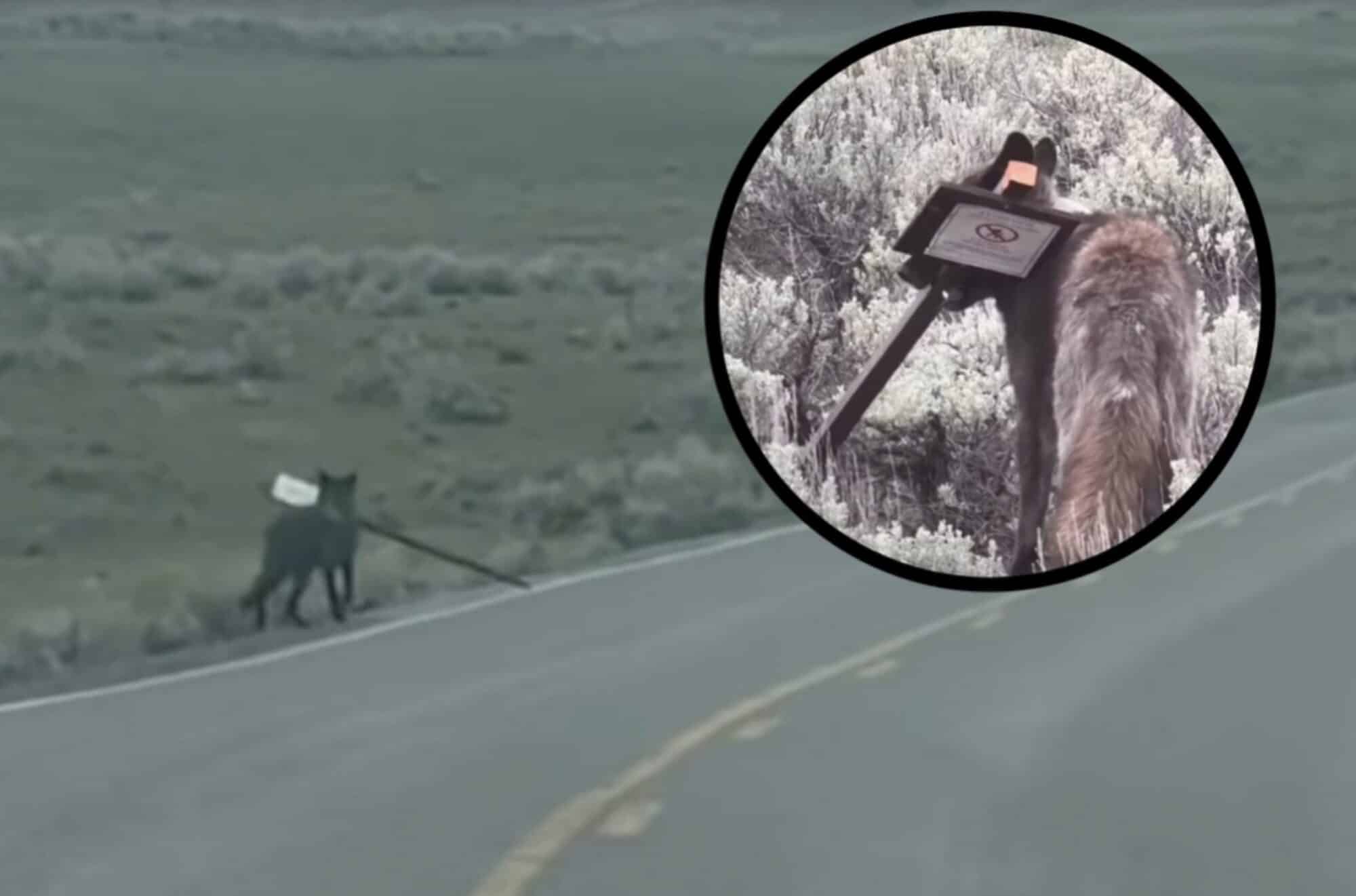 Thieving Yellowstone Wolf Busted Stealing Grizzly Bear Warning Sign ...