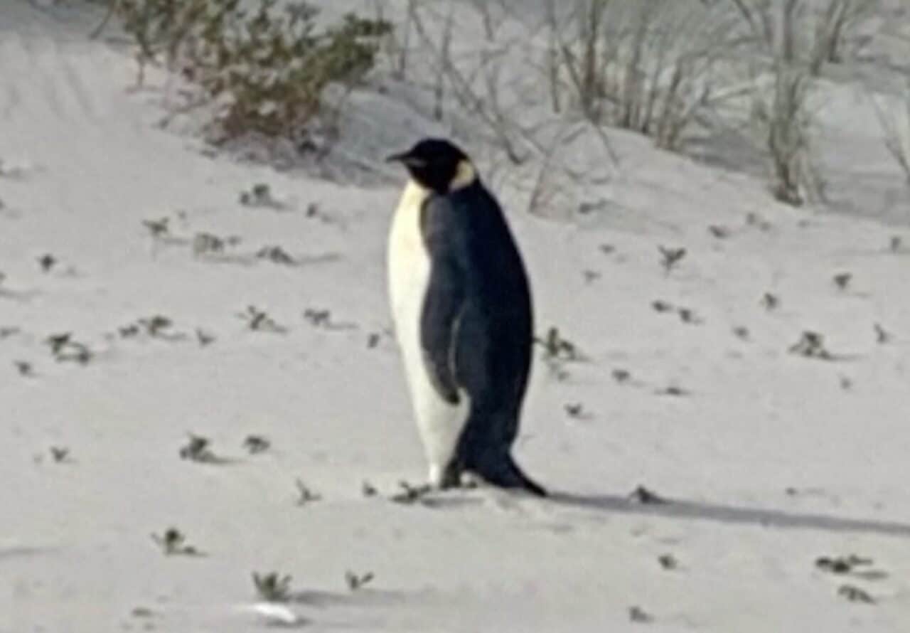 Remembering The Antarctic Penguin That Randomly Showed Up At Australian ...