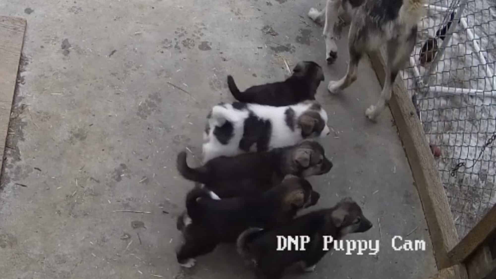 Denali National Park Welcomes a New Generation of Sled Dog Puppies ...