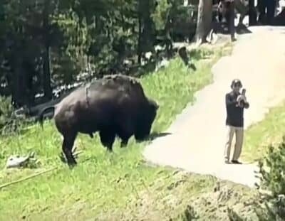 Tourists Temp Fate For Bison Selfies @ Yellowstone National Park ...