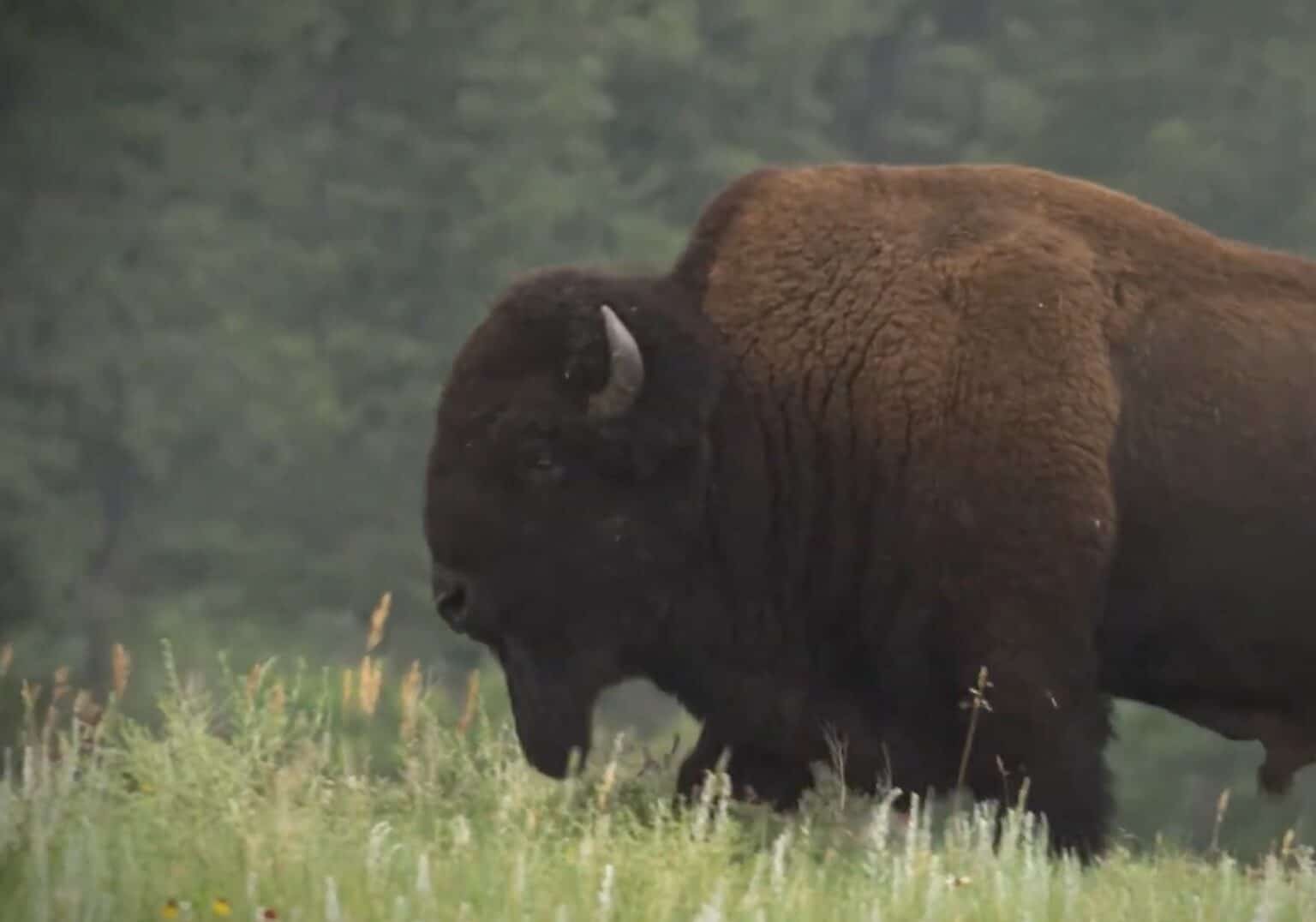 70-Year-Old Hiker Killed By Bison in South Dakota's Custer State Park ...