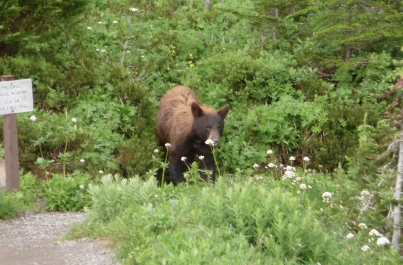 Park Ranger Collides With Bear Prompting Trail Closures @ Mount Rainier ...
