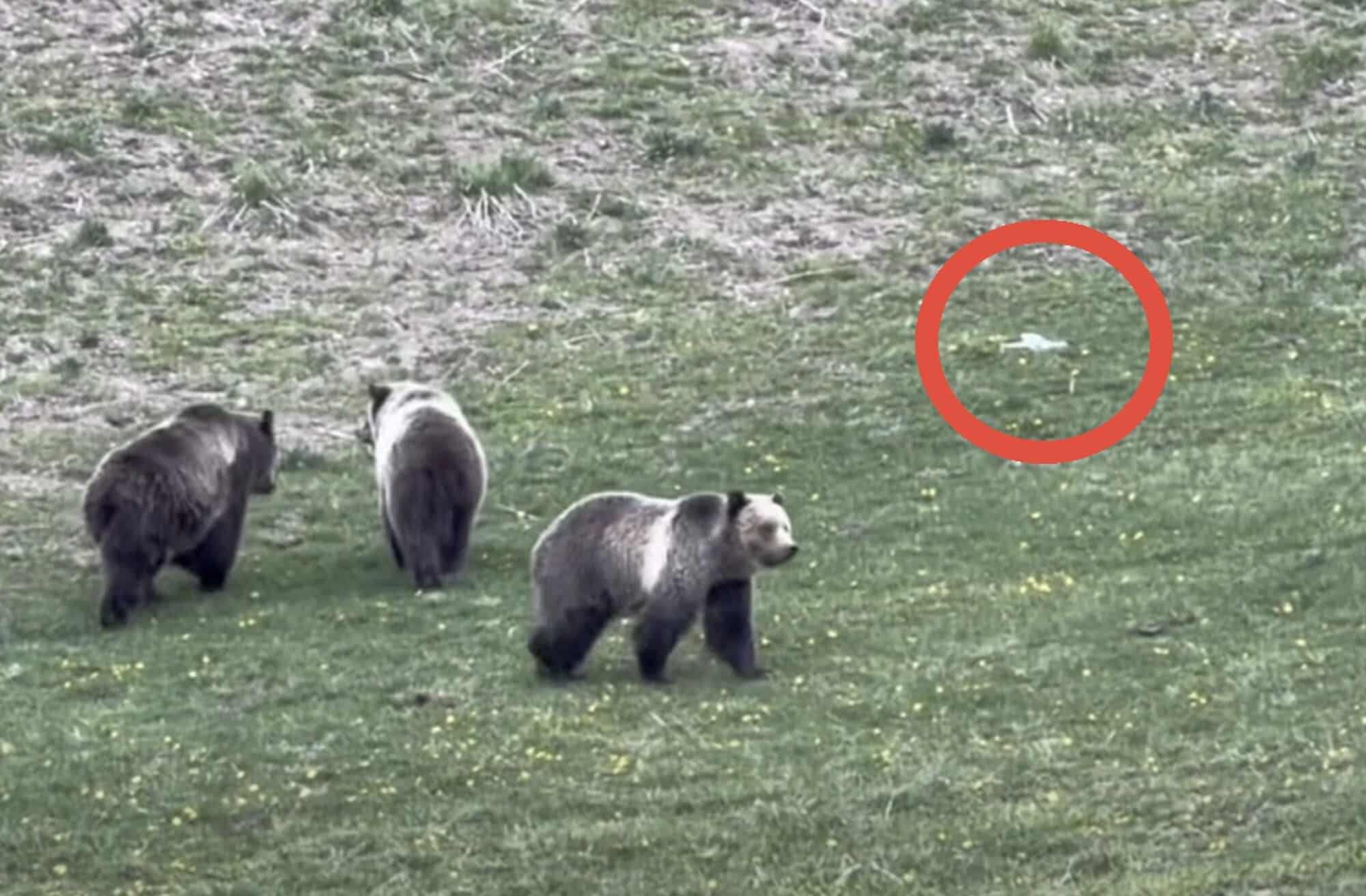 Illegal Drone Harasses Grizzly Bears @ Yellowstone National Park ...