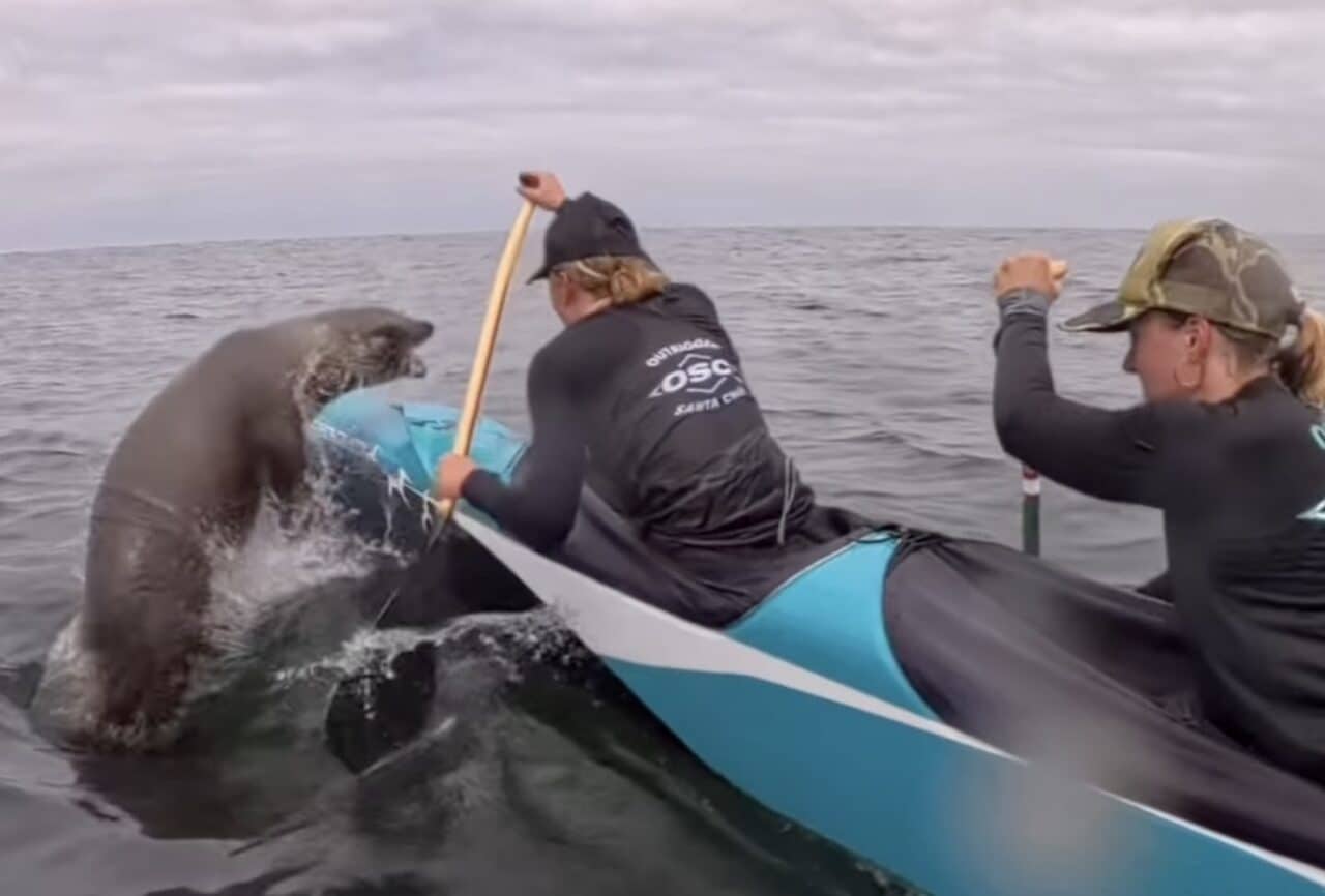 Sea Lion Snaps At Canoe Racers In California - Unofficial Networks