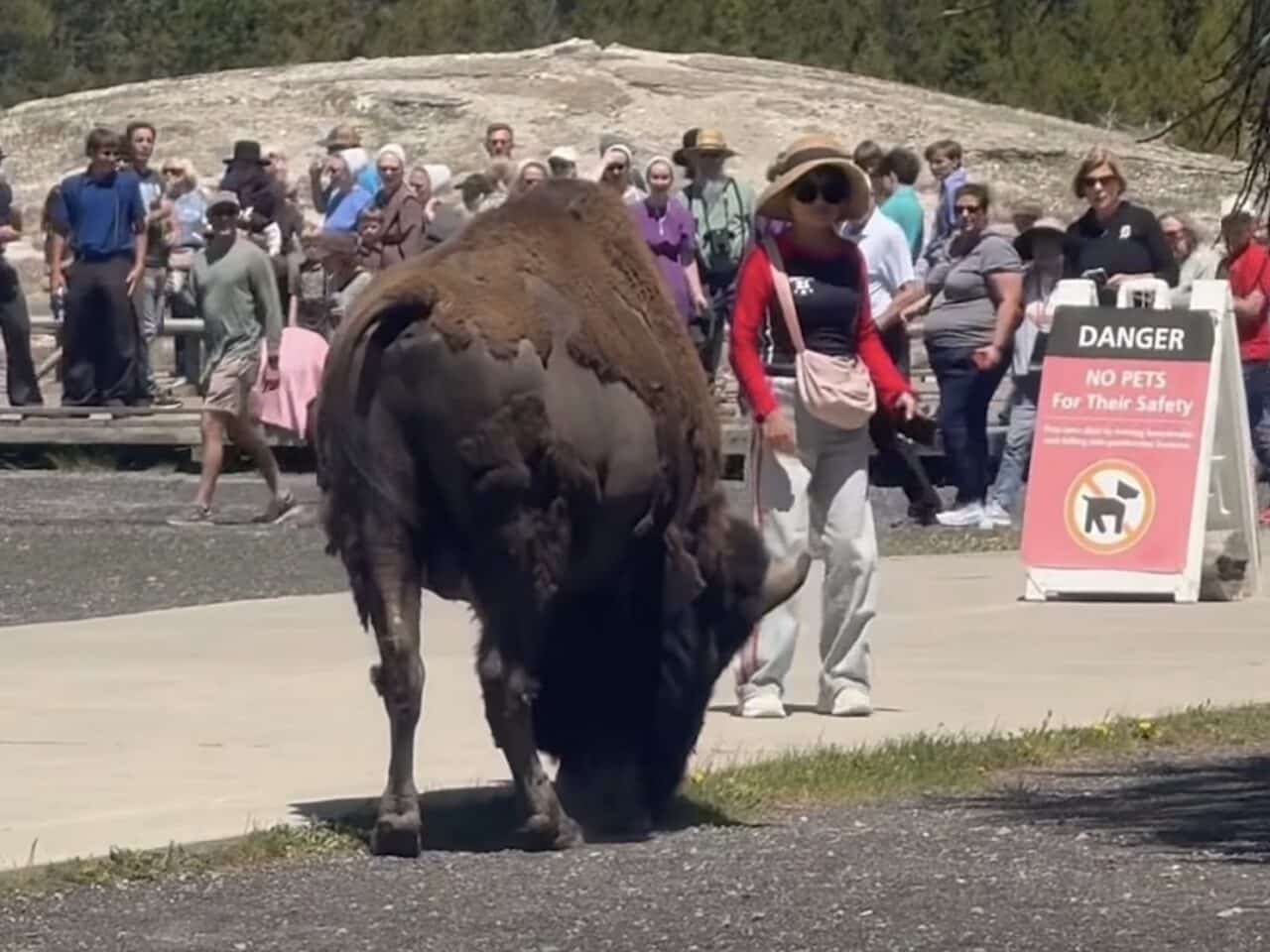 Tourist Scolded By Park Ranger For Approaching Bison @ Yellowstone ...