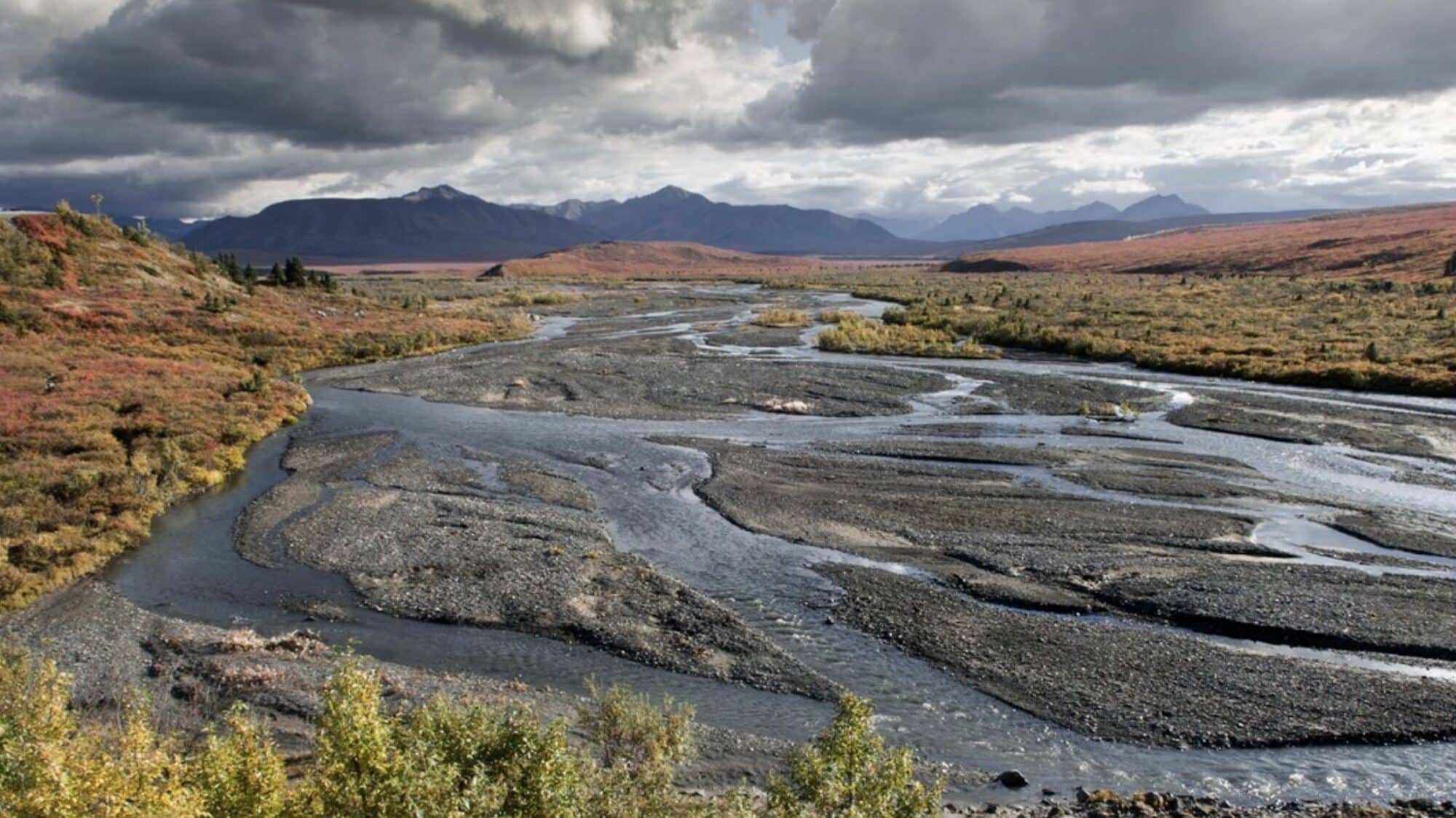 Denali's Savage River Campground Closed Due to Bear and Moose Activity ...